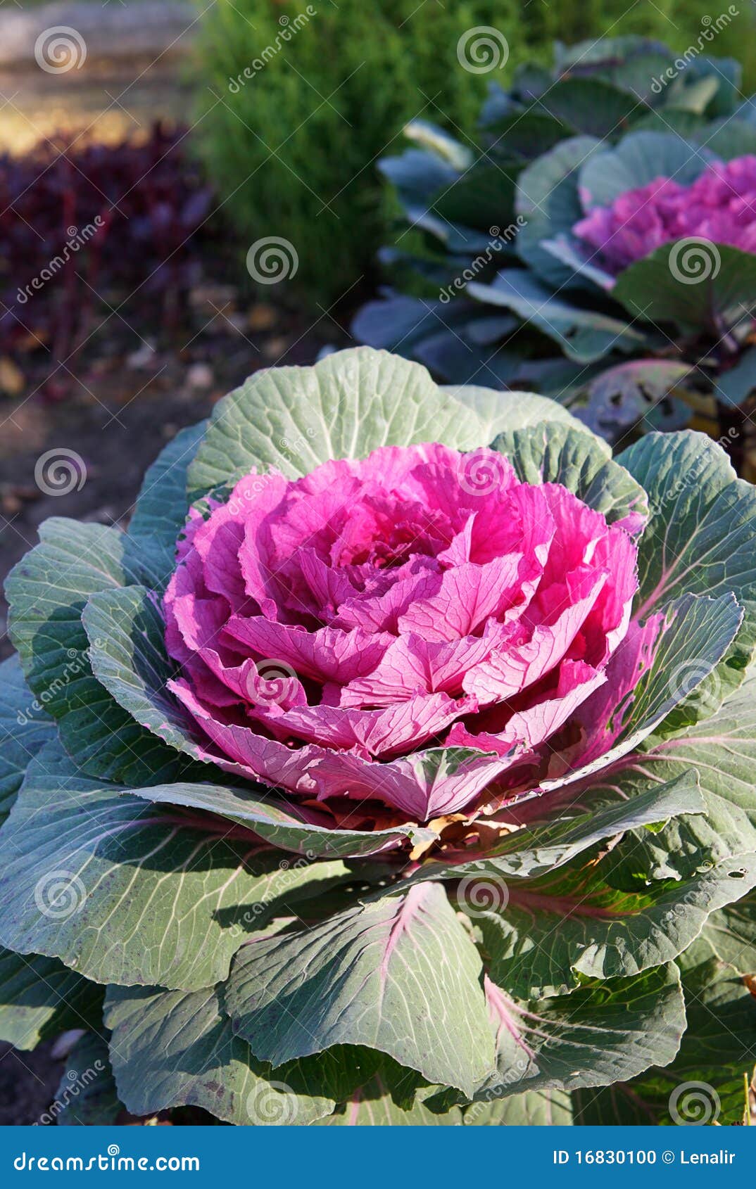Col ornamental roja foto de archivo. Imagen de césped - 16830100