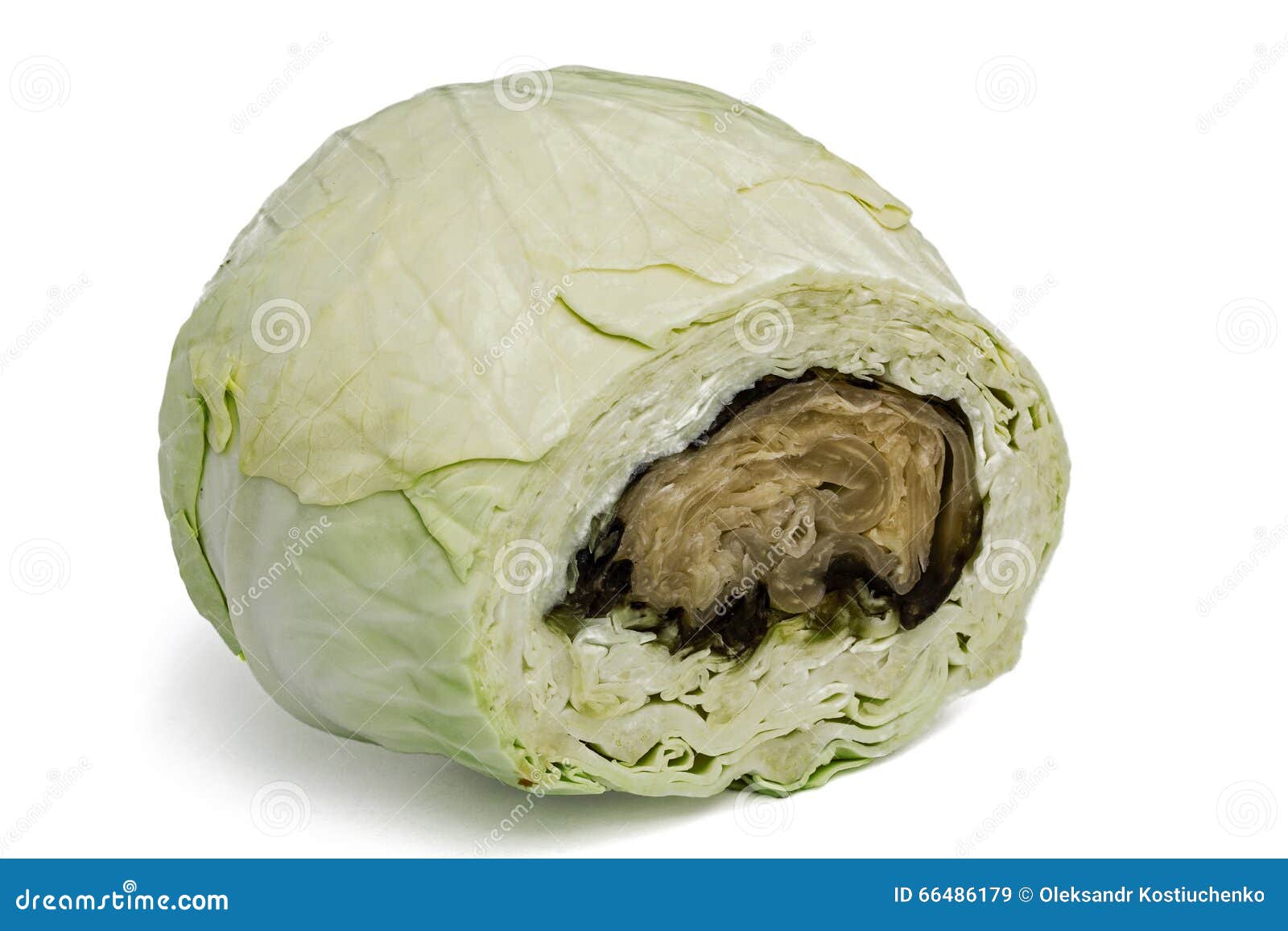 Col Putrefacta Estropeada, Aislada En El Fondo Blanco Imagen de archivo ...