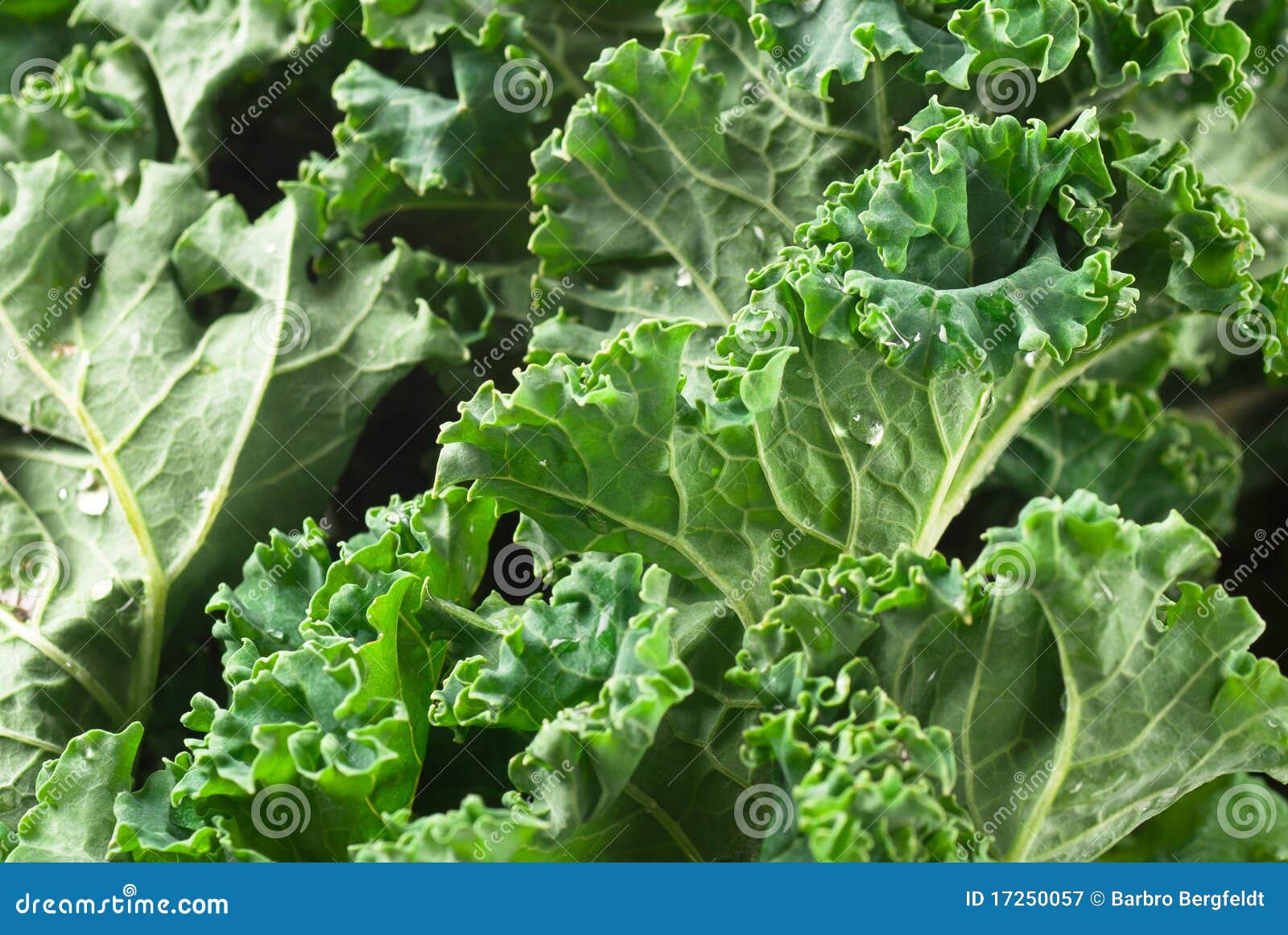 Col rizada imagen de archivo. Imagen de ingrediente, vegetariano - 17250057