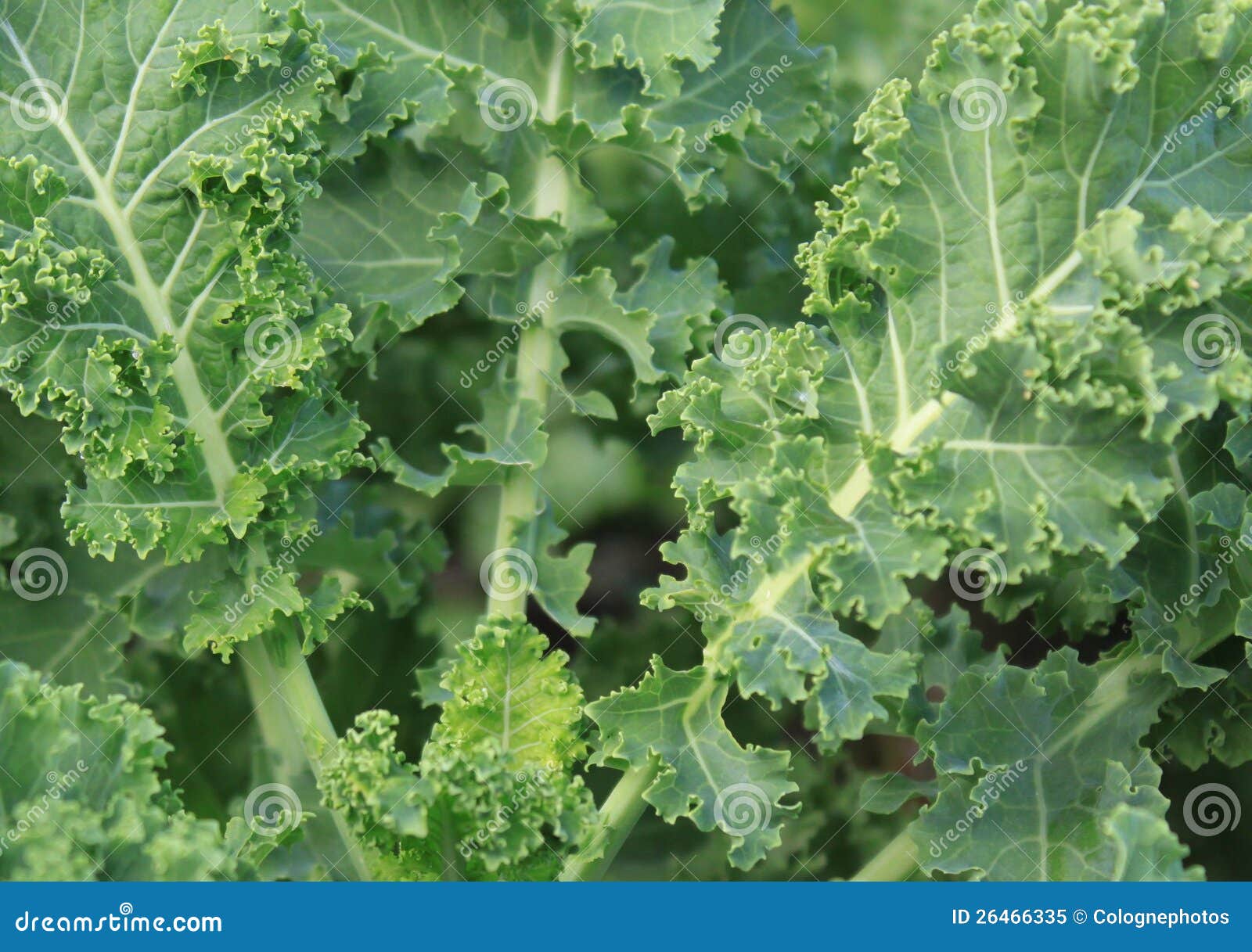 Col rizada imagen de archivo. Imagen de fondo, ingrediente - 26466335