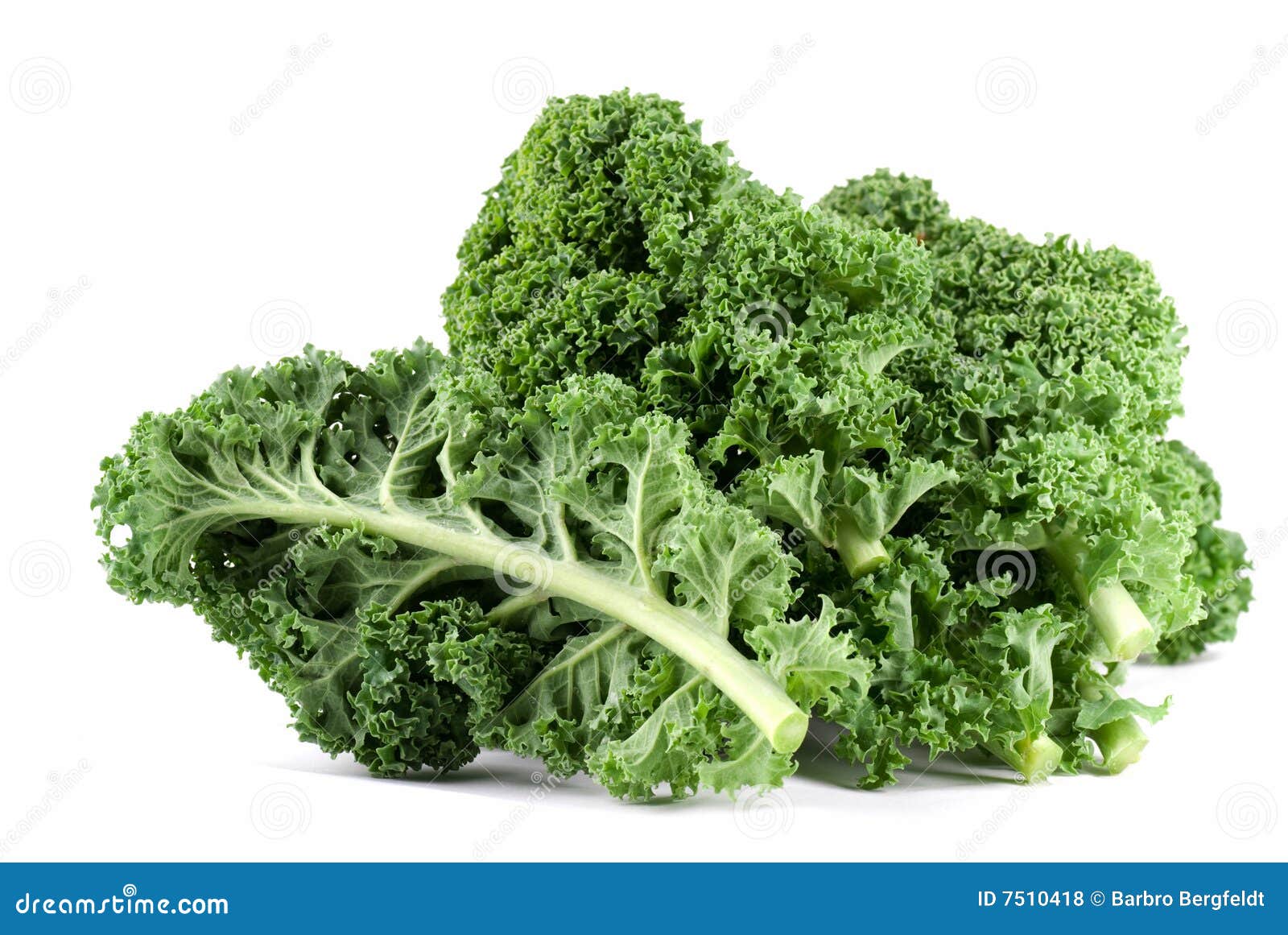 Col rizada foto de archivo. Imagen de verde, blanco, aislado - 7510418