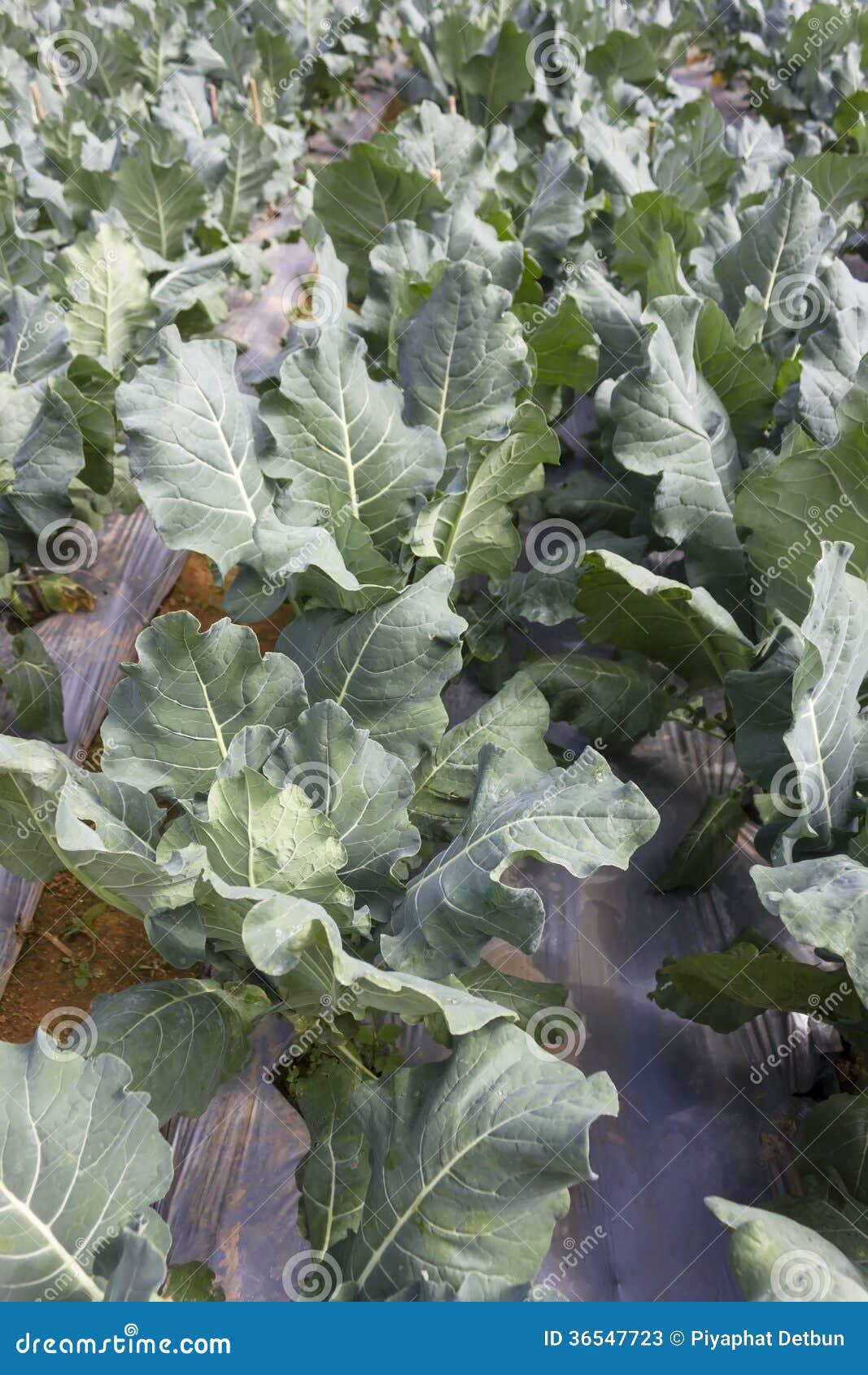 Col rizada china imagen de archivo. Imagen de mercado - 36547723