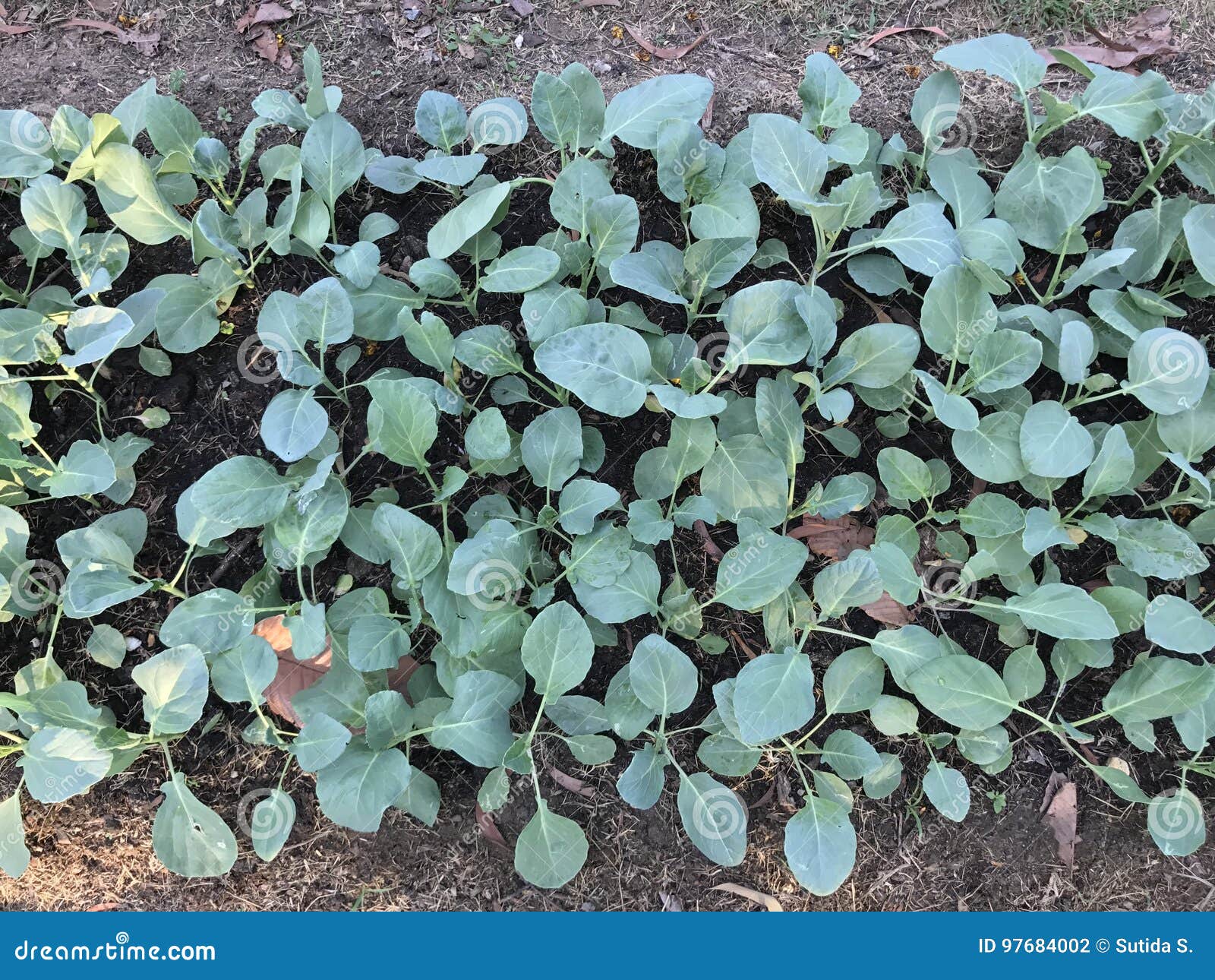 Col Rizada China Que Planta En La Granja Foto de archivo - Imagen de ...