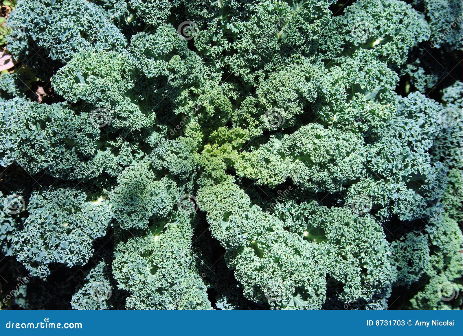 Col Rizada Con Hojas Rizada Imagen de archivo - Imagen de fondo, hojas ...