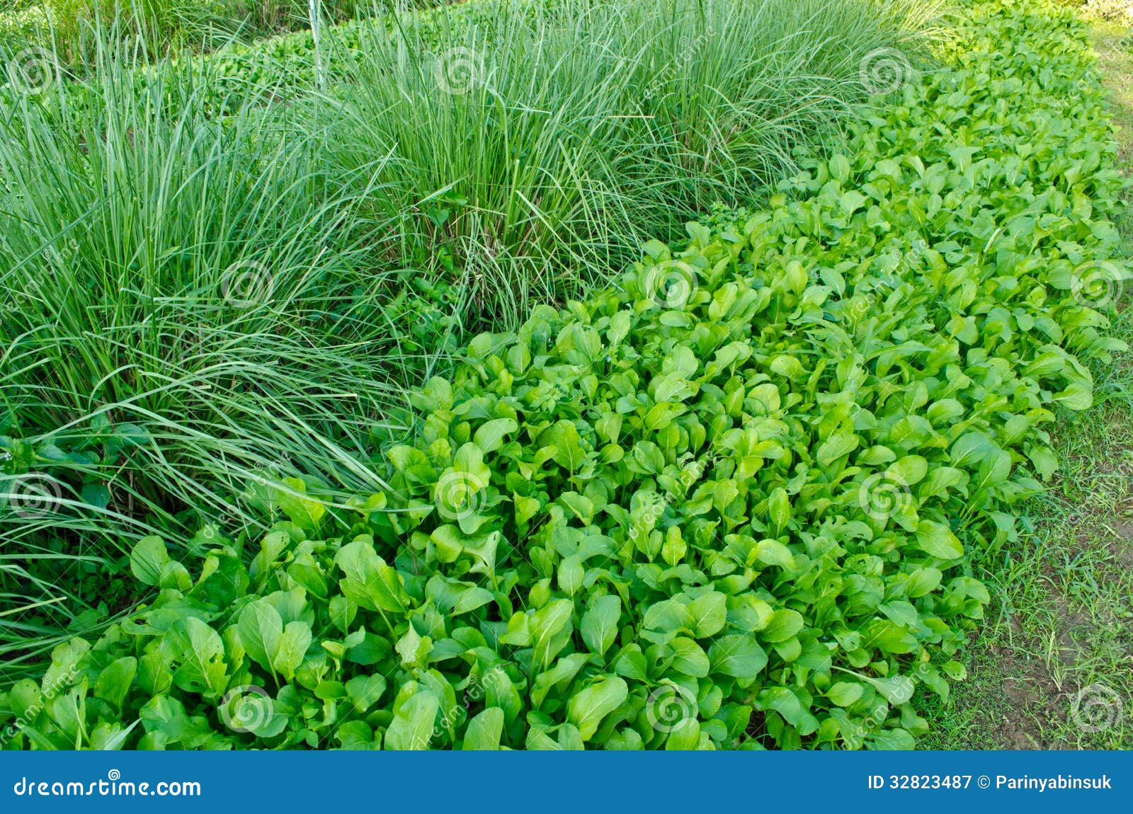 Col Rizada E Hierba Chinas Del Vetiver En Campo. Imagen de archivo ...