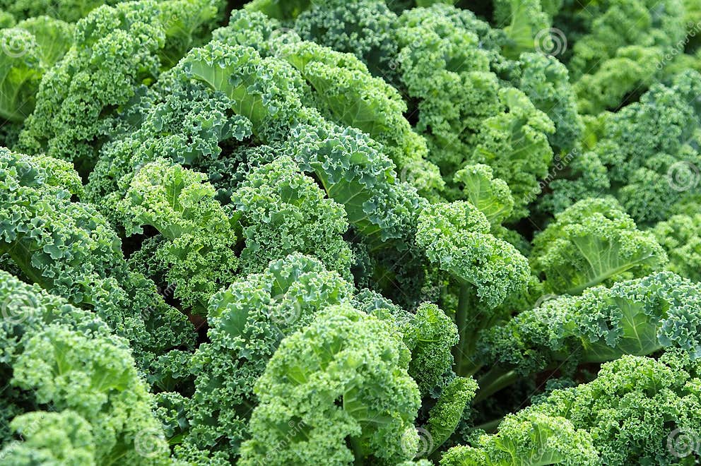 Col rizada en una granja imagen de archivo. Imagen de campo - 34087989