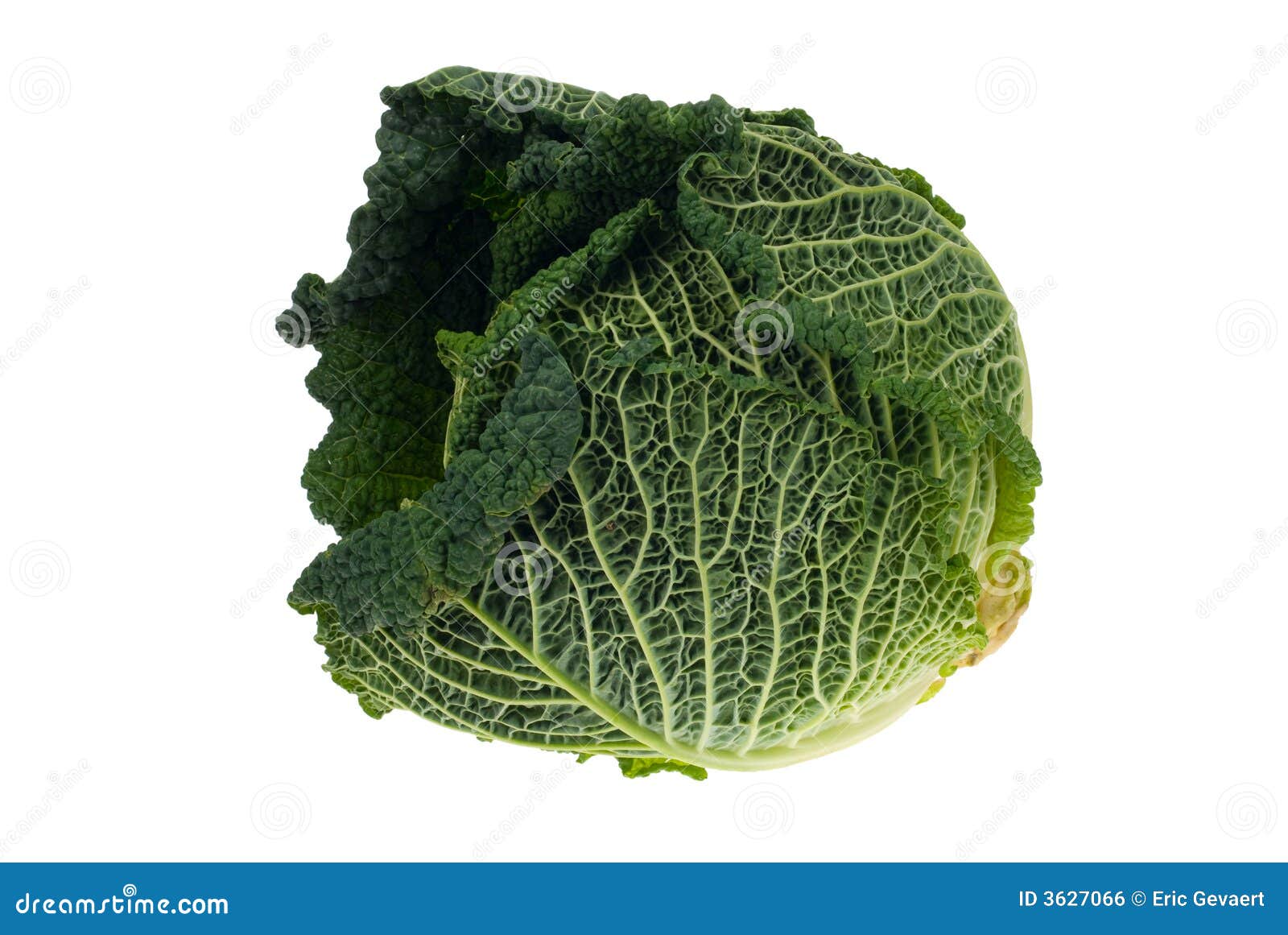 Col rizada fresca foto de archivo. Imagen de extracto - 3627066