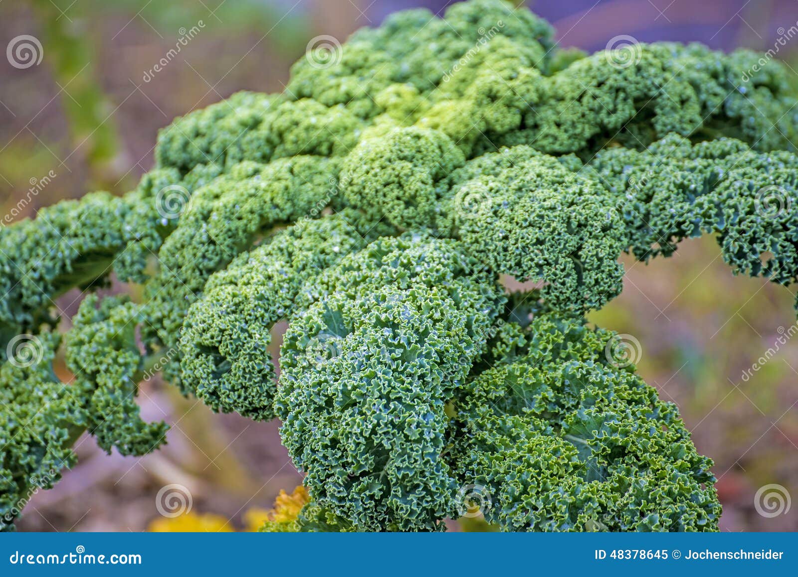 Col Rizada Verde En El Cultivo Imagen de archivo - Imagen de acre ...