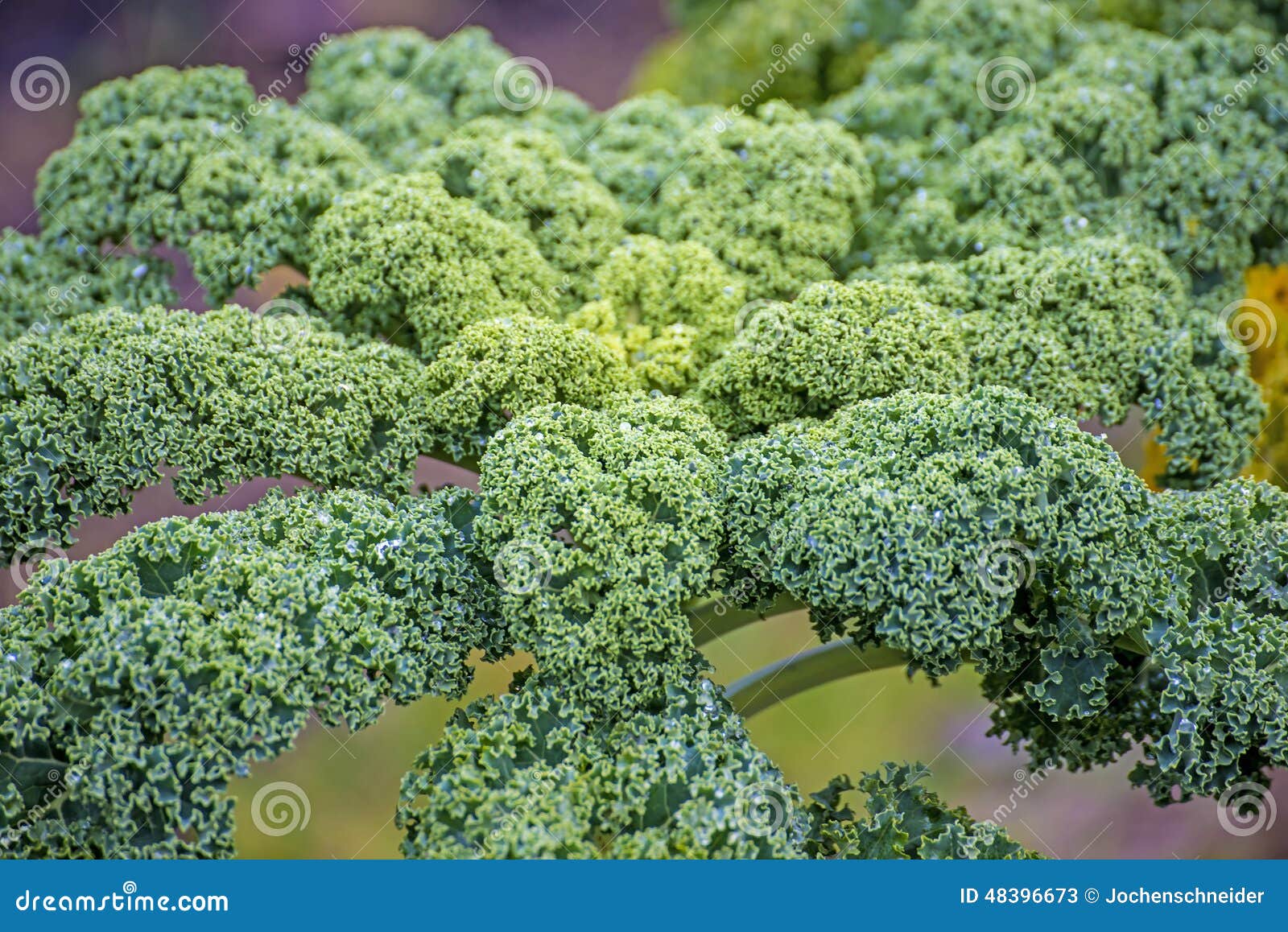 Col Rizada Verde En El Cultivo Imagen de archivo - Imagen de ...