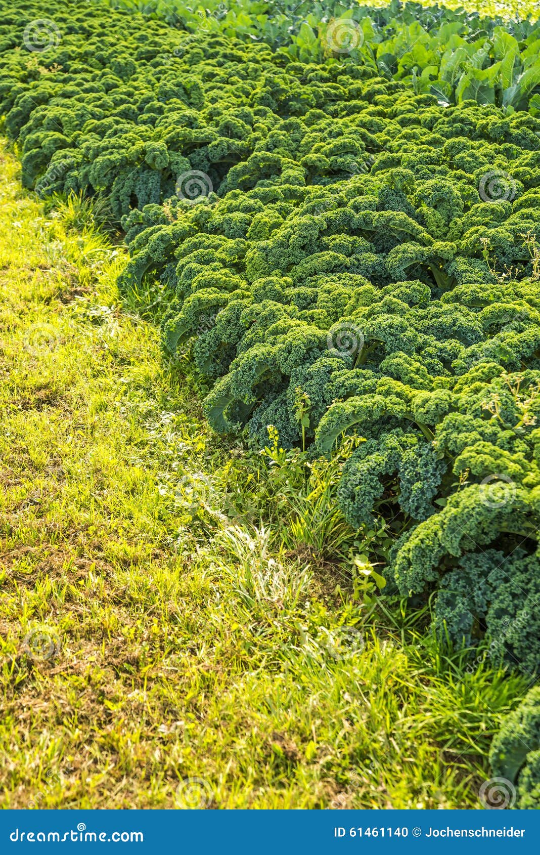 Col Rizada Verde En El Cultivo Foto de archivo - Imagen de nutritivo ...