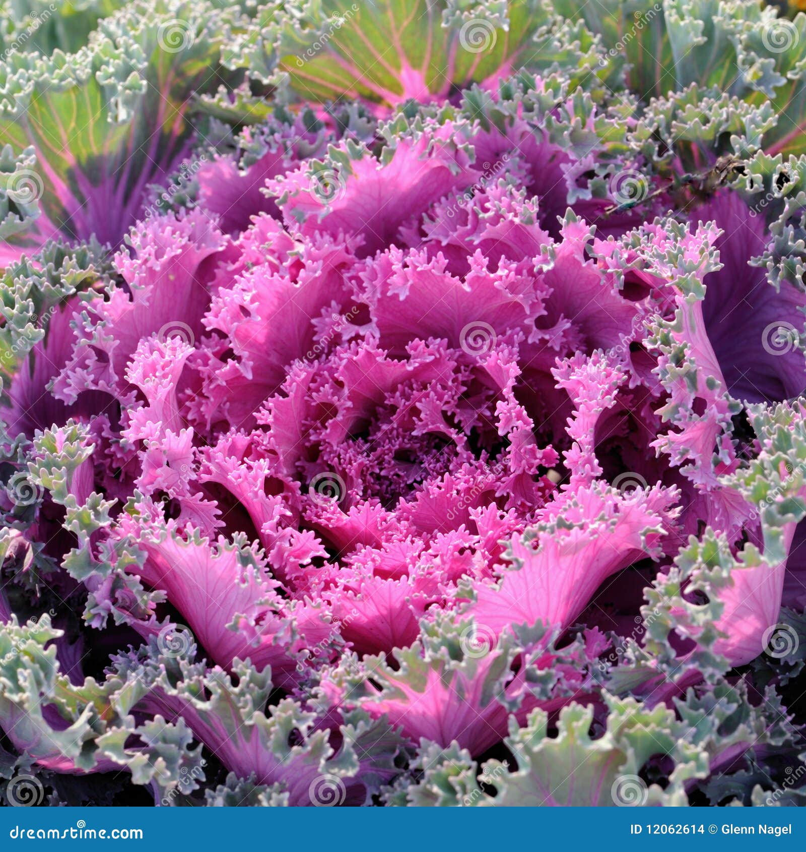 Col rosada ornamental foto de archivo. Imagen de follaje - 12062614