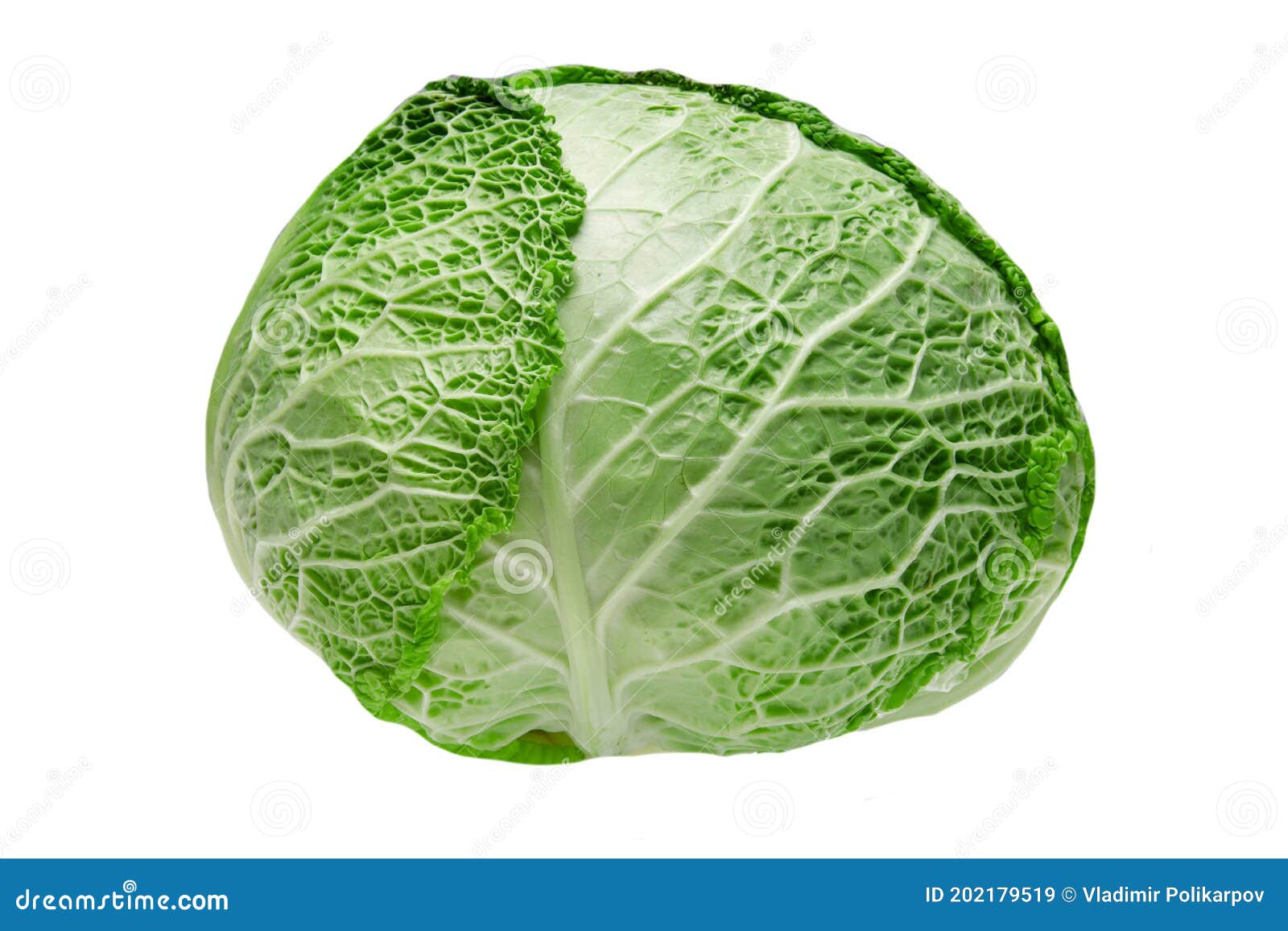 Col Salvaje Verde Aislada En Fondo Blanco Imagen de archivo - Imagen de ...