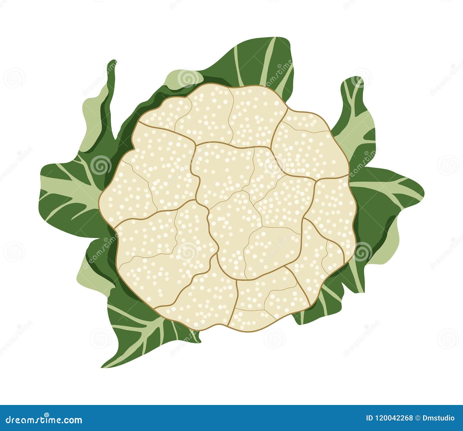 Col Vegetal De La Coliflor Del Vector Ilustración del Vector ...