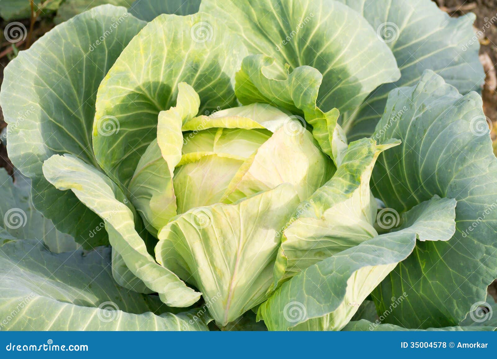 Col verde foto de archivo. Imagen de planta, ingrediente - 35004578