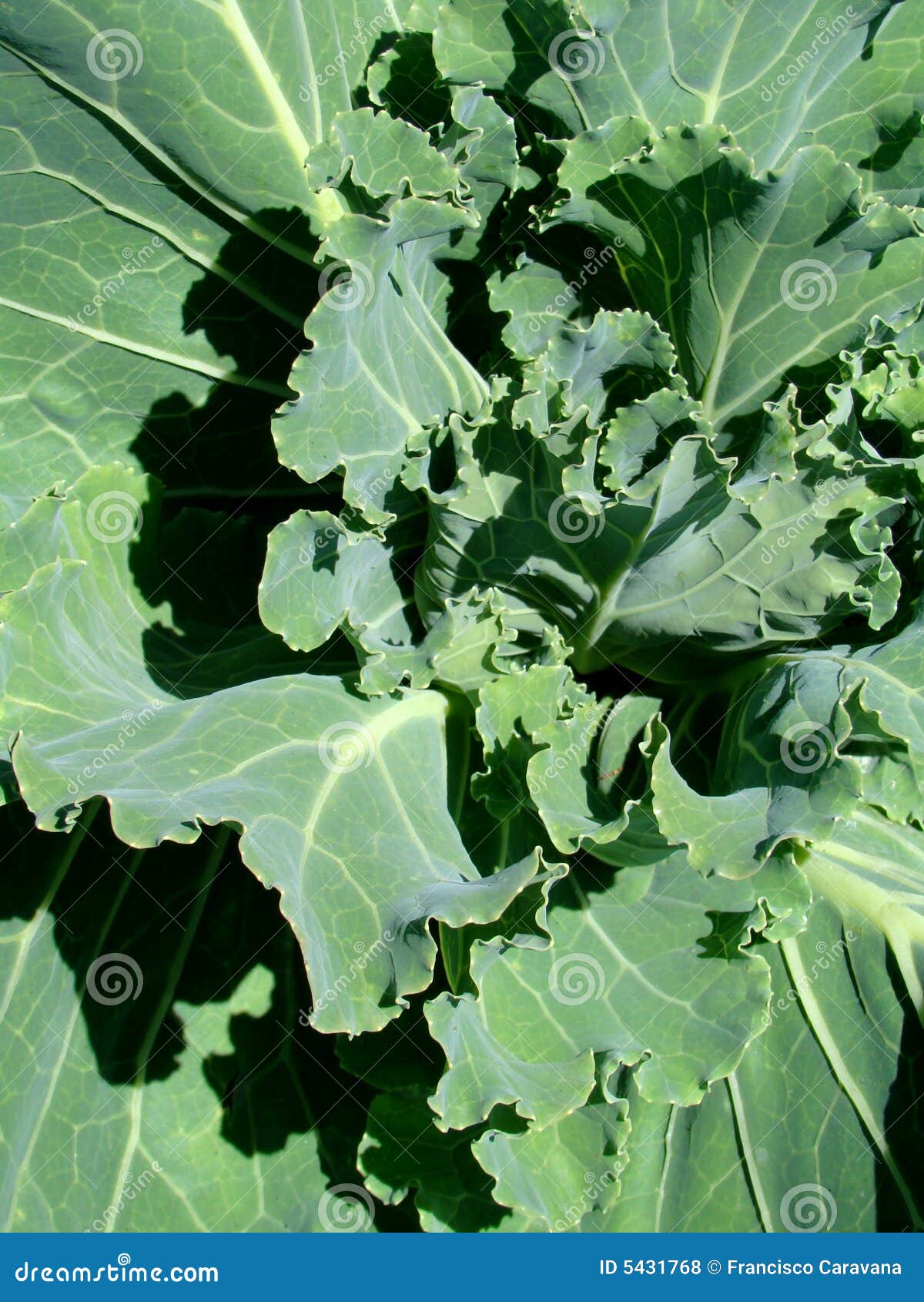 Col verde foto de archivo. Imagen de fila, fresco, filas - 5431768