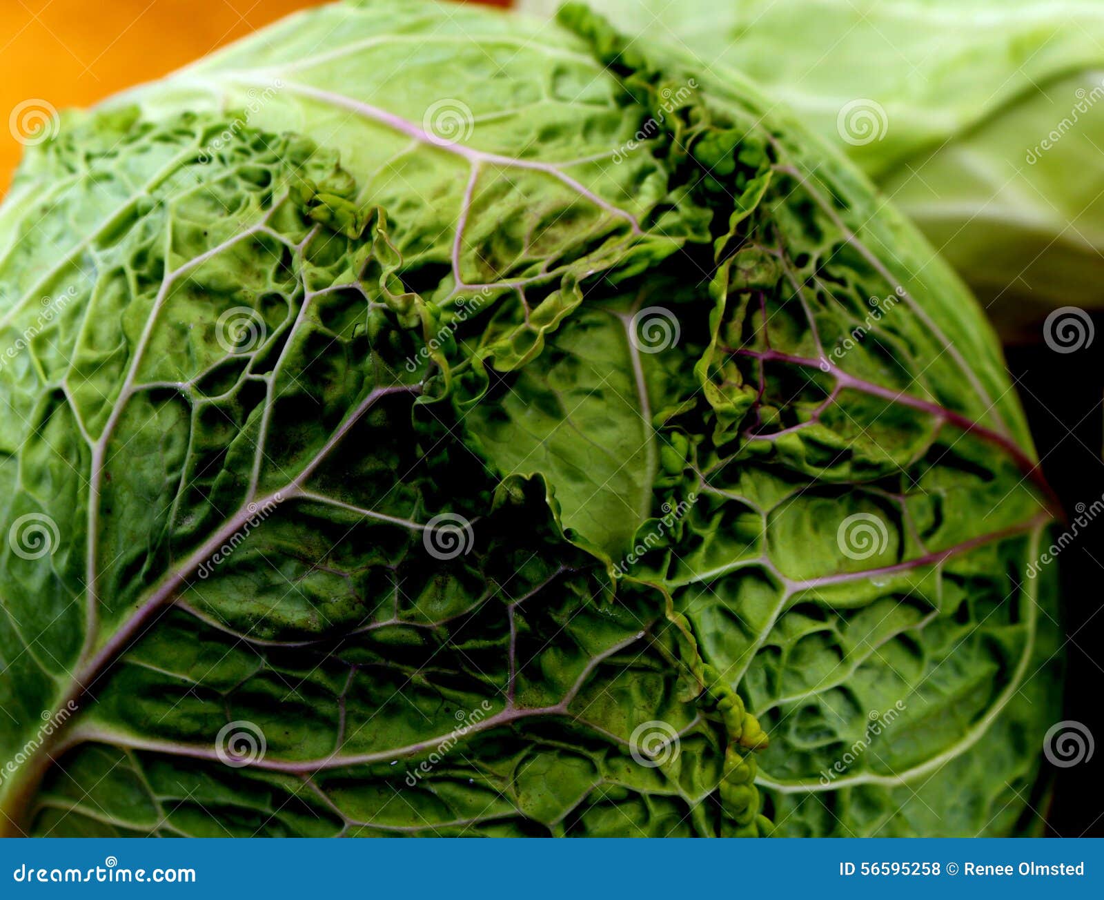 Col Verde Con El Detalle De La Hoja Foto de archivo - Imagen de hojas ...