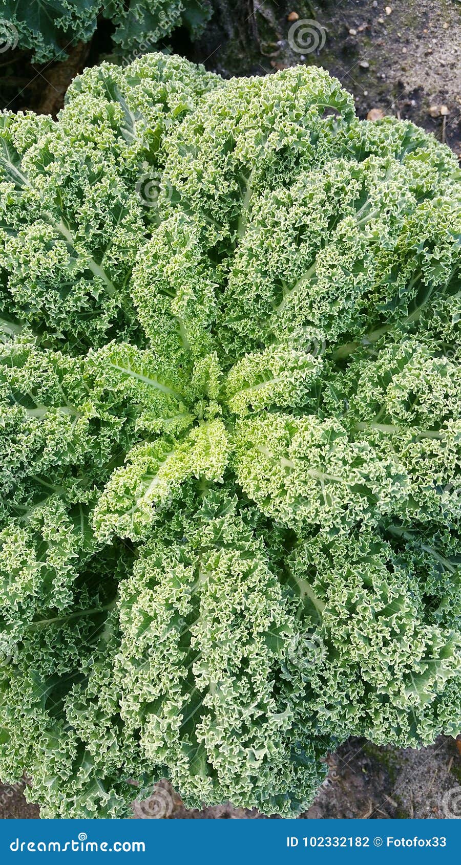 Col verde de Cale en campo foto de archivo. Imagen de campo - 102332182
