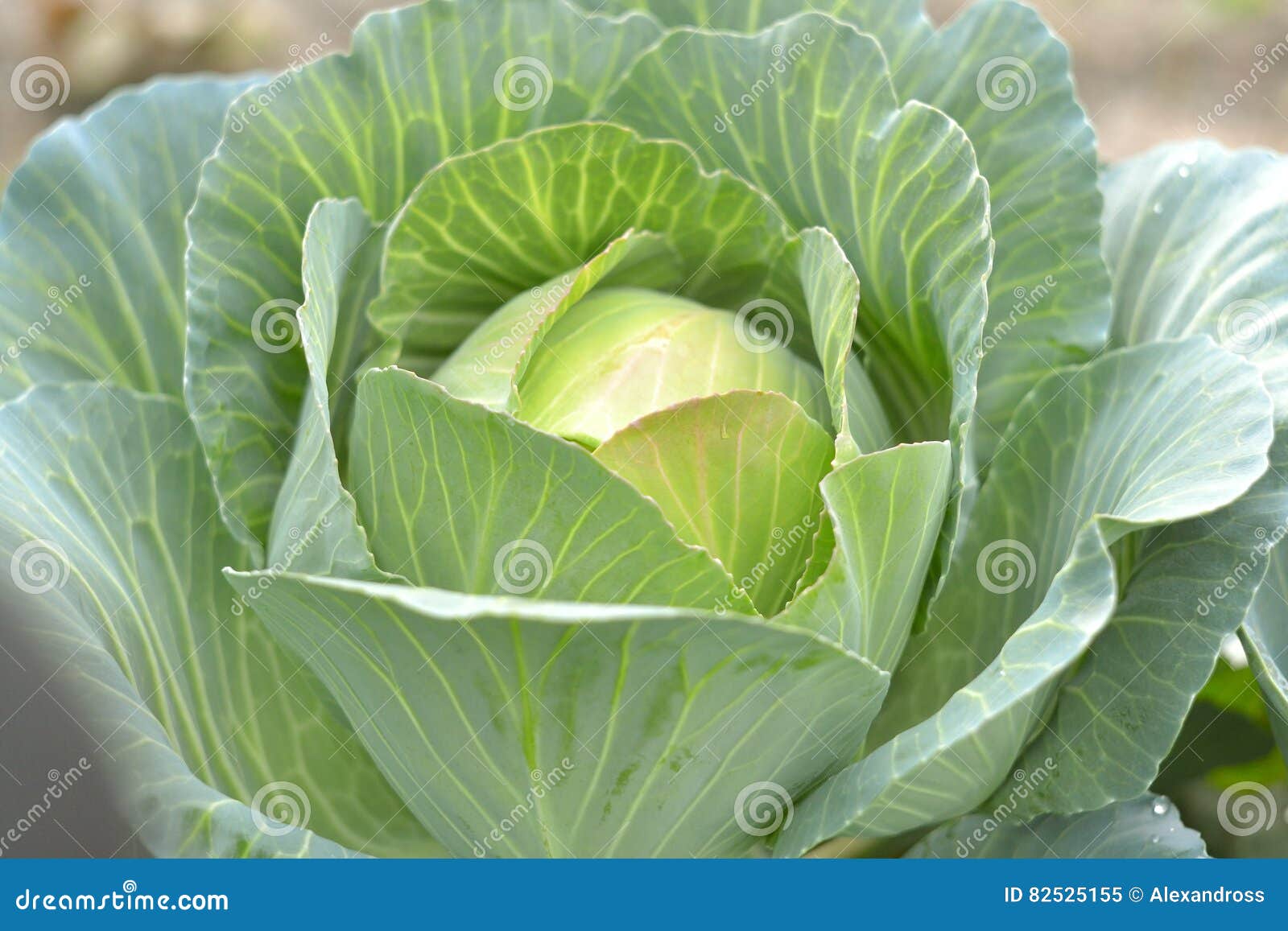 Col verde, fresca imagen de archivo. Imagen de campo - 82525155