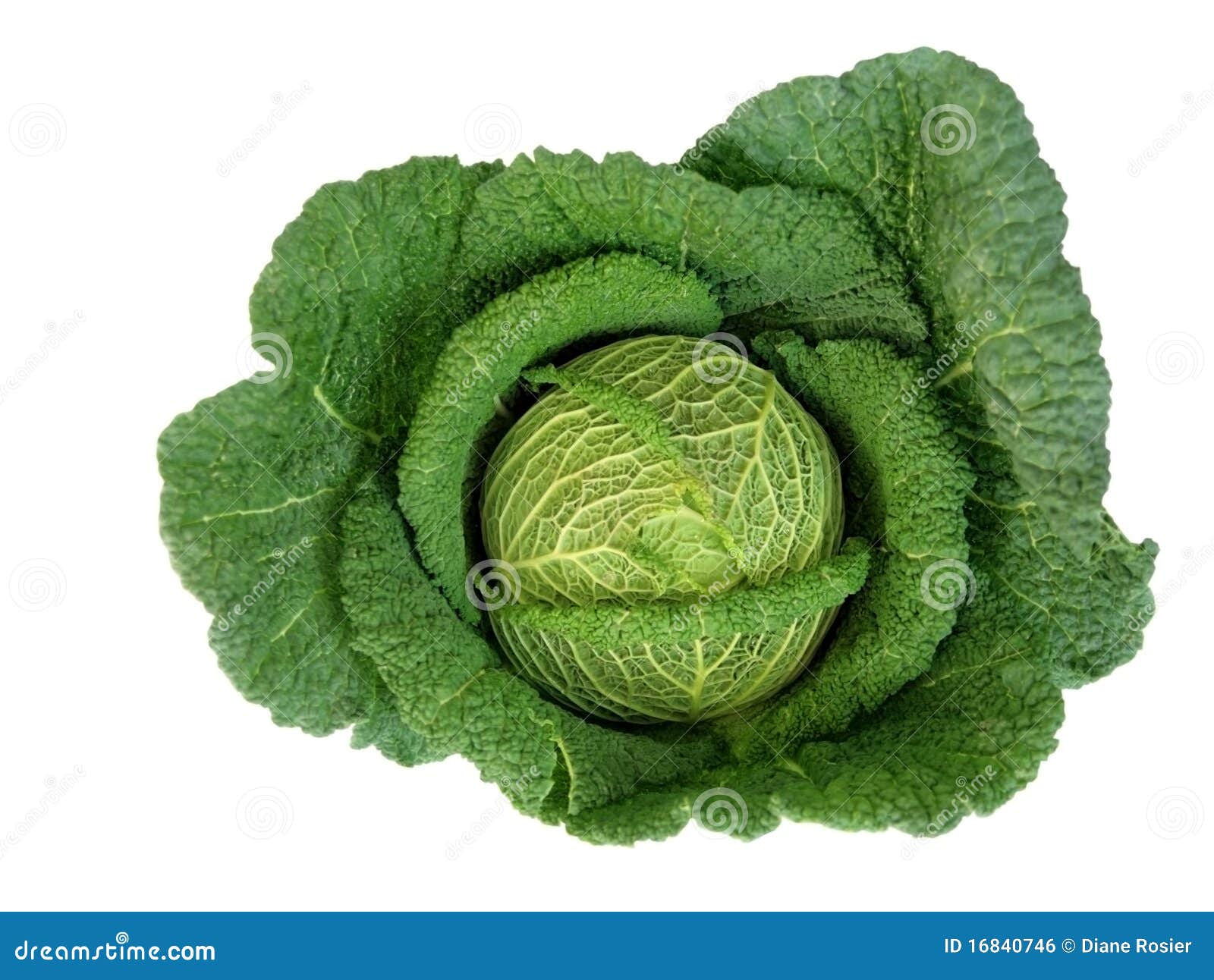 Col verde grande foto de archivo. Imagen de grande, hojas - 16840746