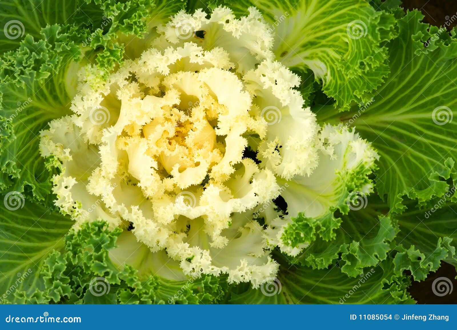 Col verde ornamental foto de archivo. Imagen de fondo - 11085054