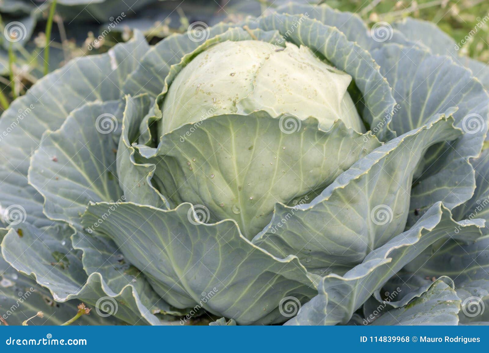 Col verde portuguesa foto de archivo. Imagen de cosecha - 114839968
