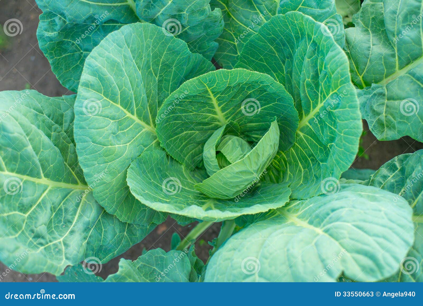 Col Verde Que Crece En El Jardín Imagen de archivo - Imagen de afuera ...