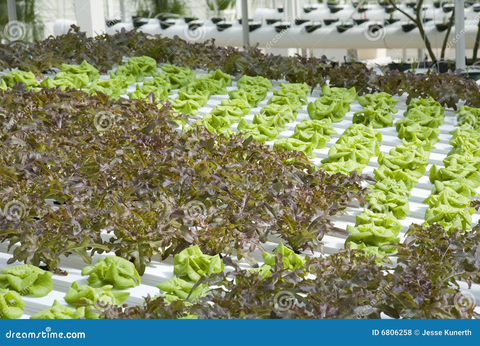 Col y lechuga foto de archivo. Imagen de cubo, planta - 6806258