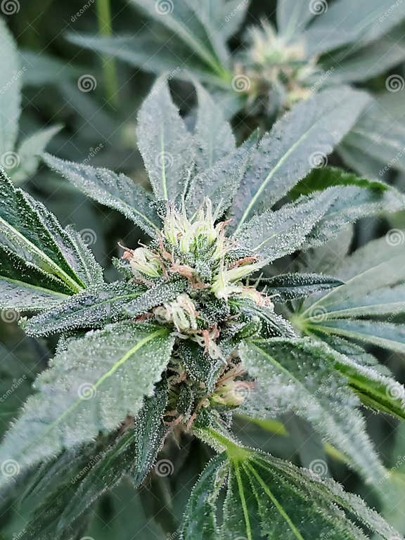 Cola of cannabis flower stock photo. Image of blossom - 231753992