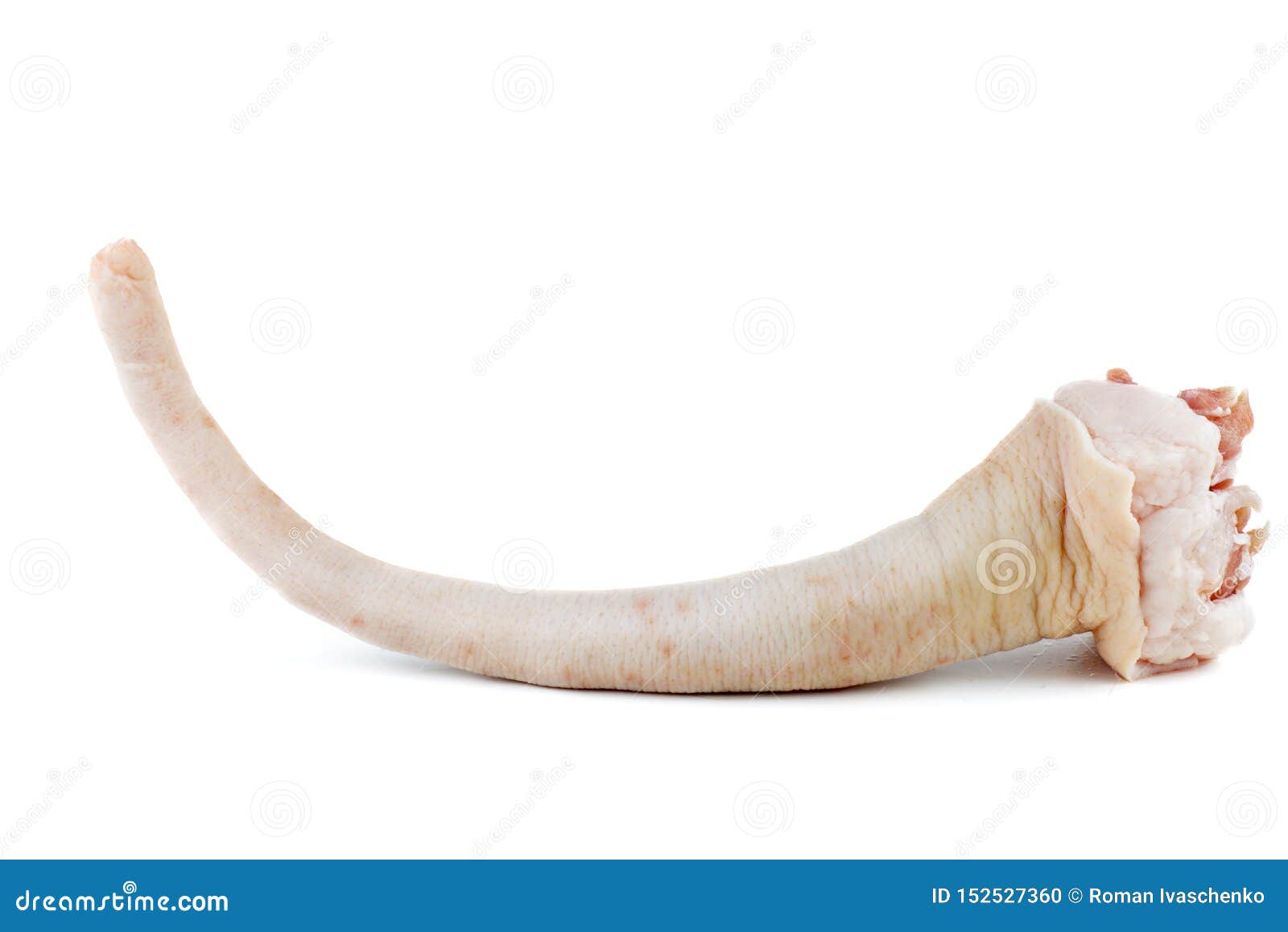 Cola de cerdo cruda foto de archivo. Imagen de blanco - 152527360