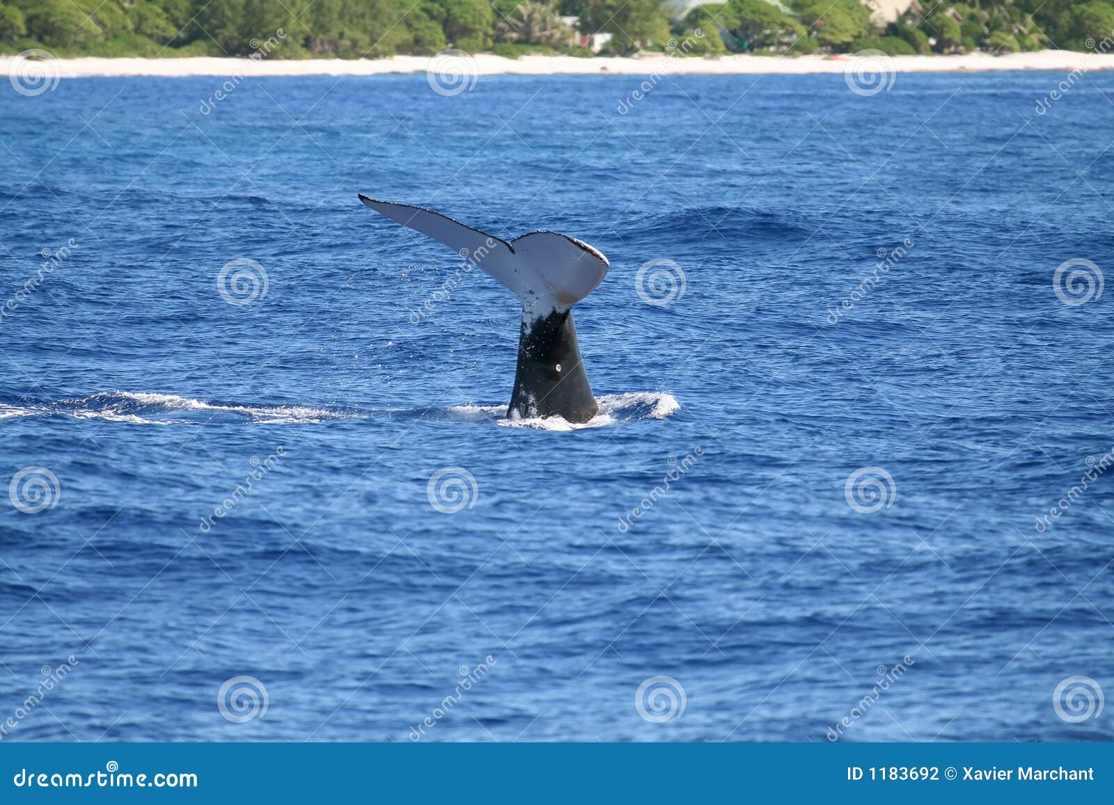Cola de la ballena foto de archivo. Imagen de grande, estela - 1183692