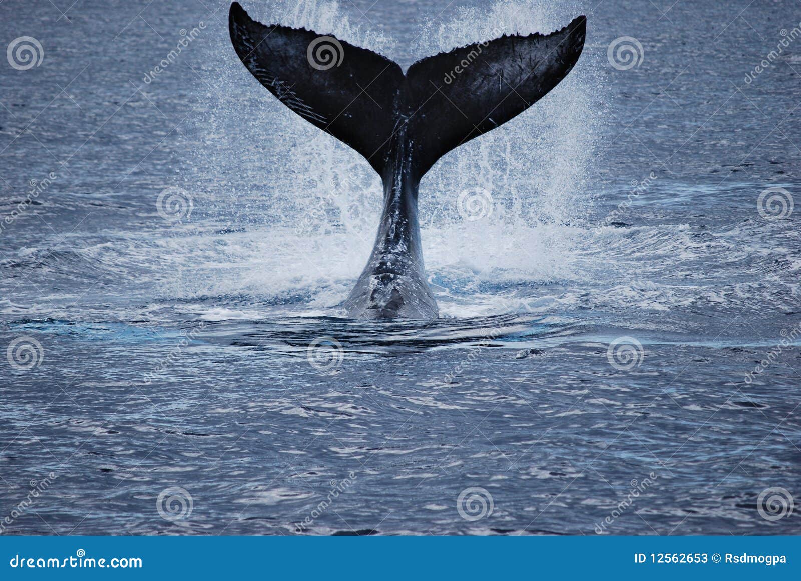 Cola de la ballena imagen de archivo. Imagen de zambullida - 12562653
