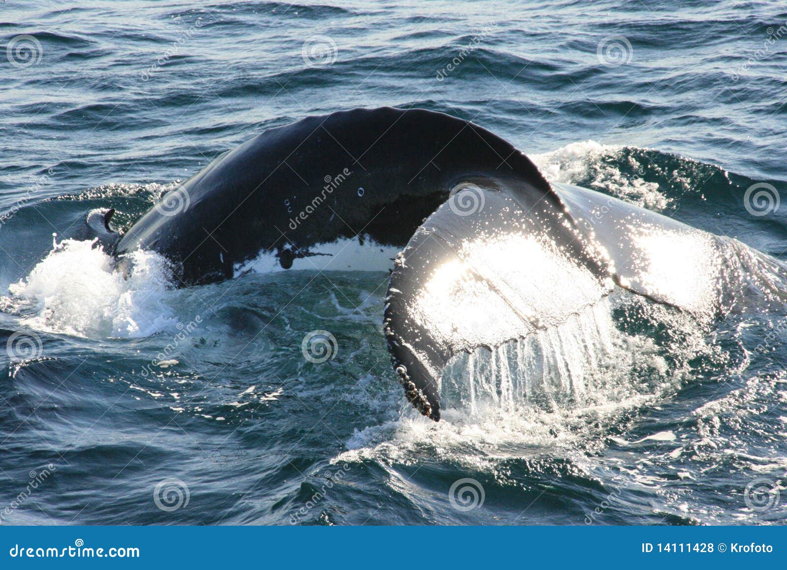 Cola De La Ballena Imagen. Imagen: 14111428