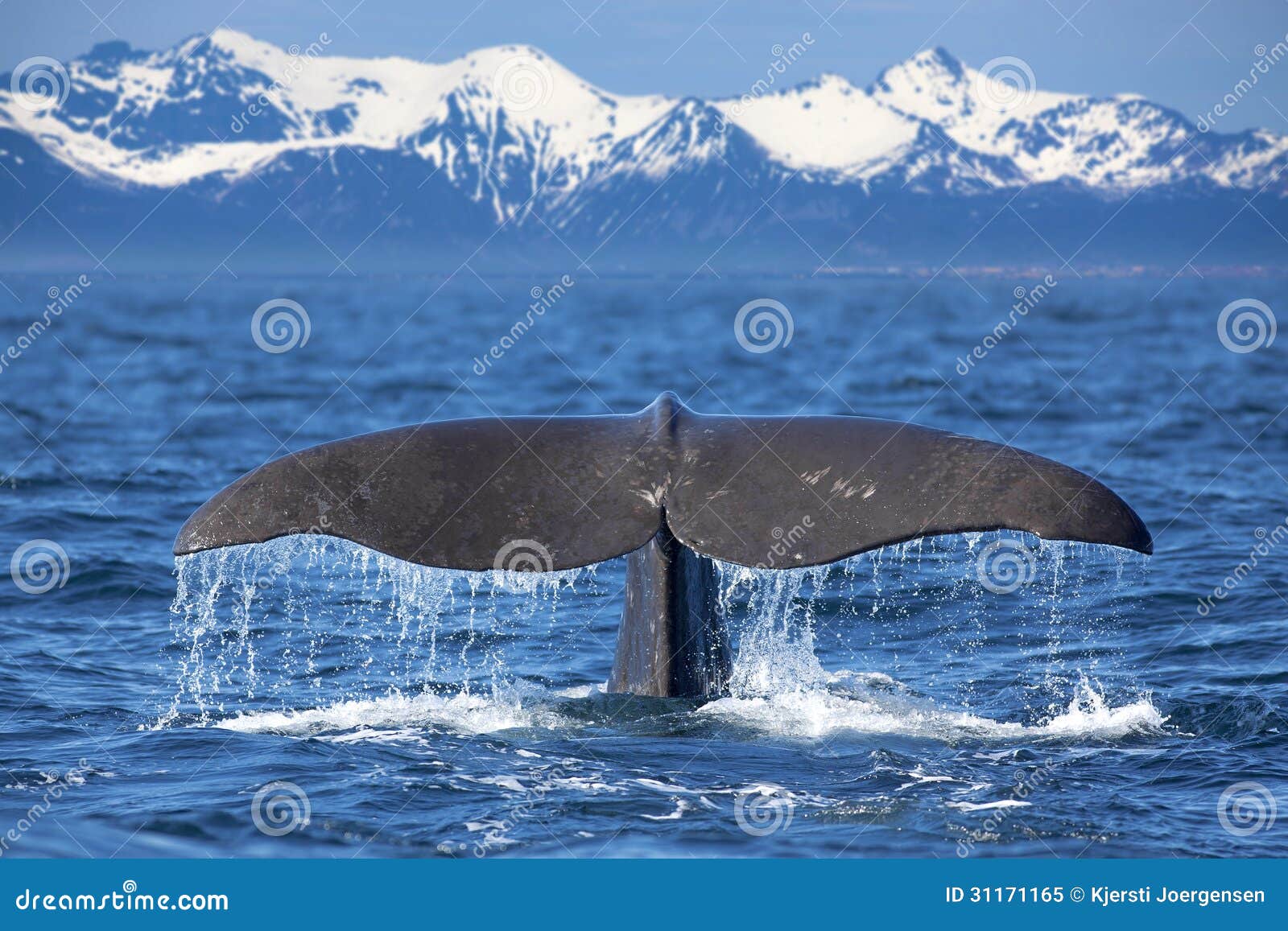 Cola de la ballena imagen de archivo. Imagen de cubo - 31171165
