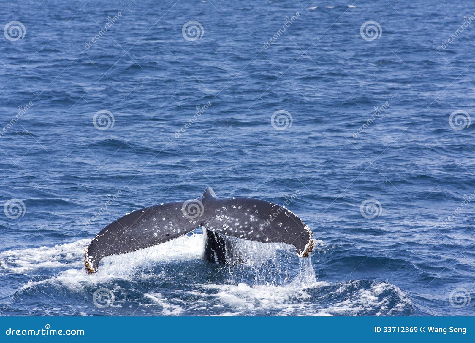 Cola de la ballena imagen de archivo. Imagen de protegido - 33712369