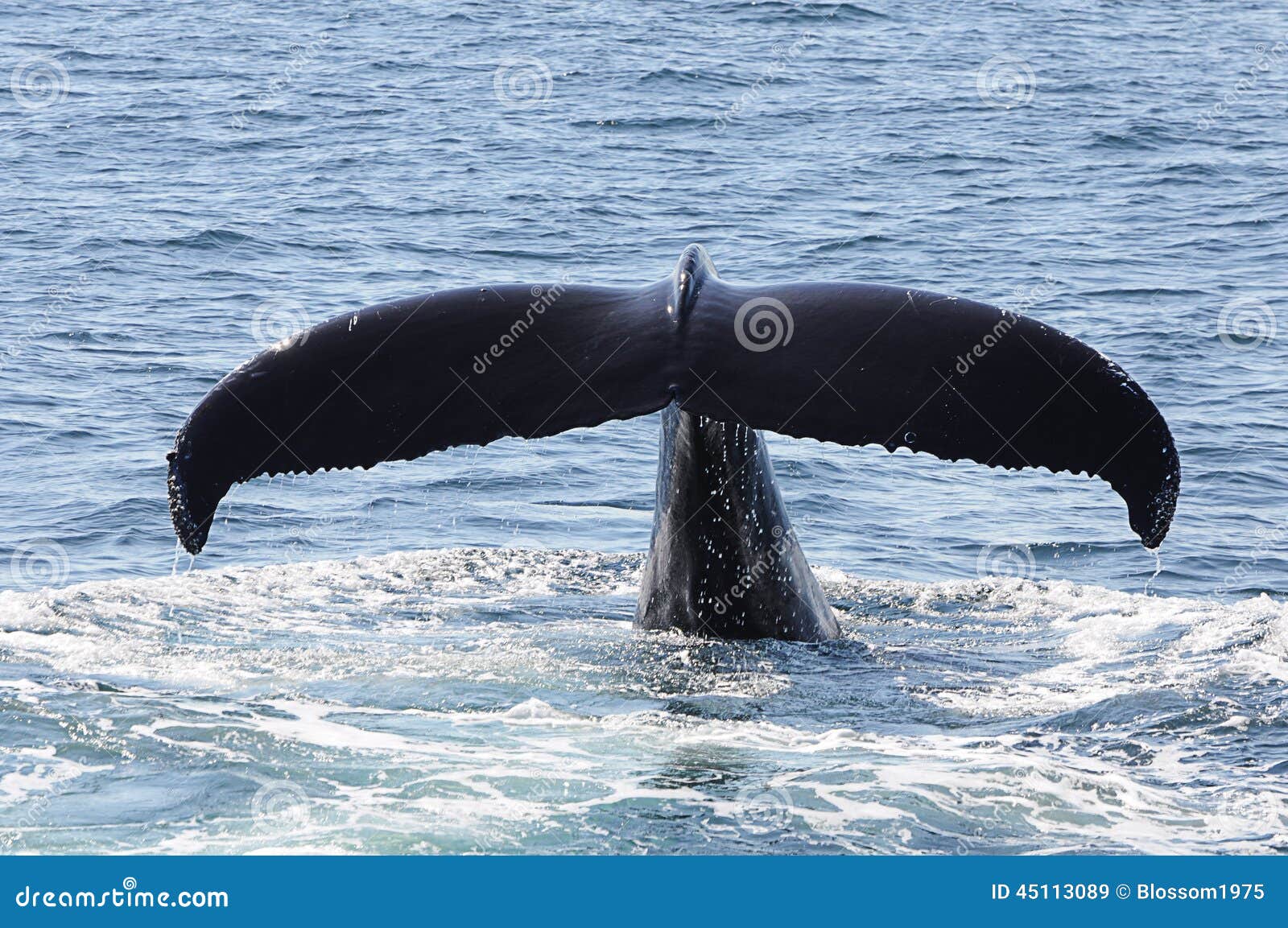 Cola de la ballena imagen de archivo. Imagen de negro - 45113089