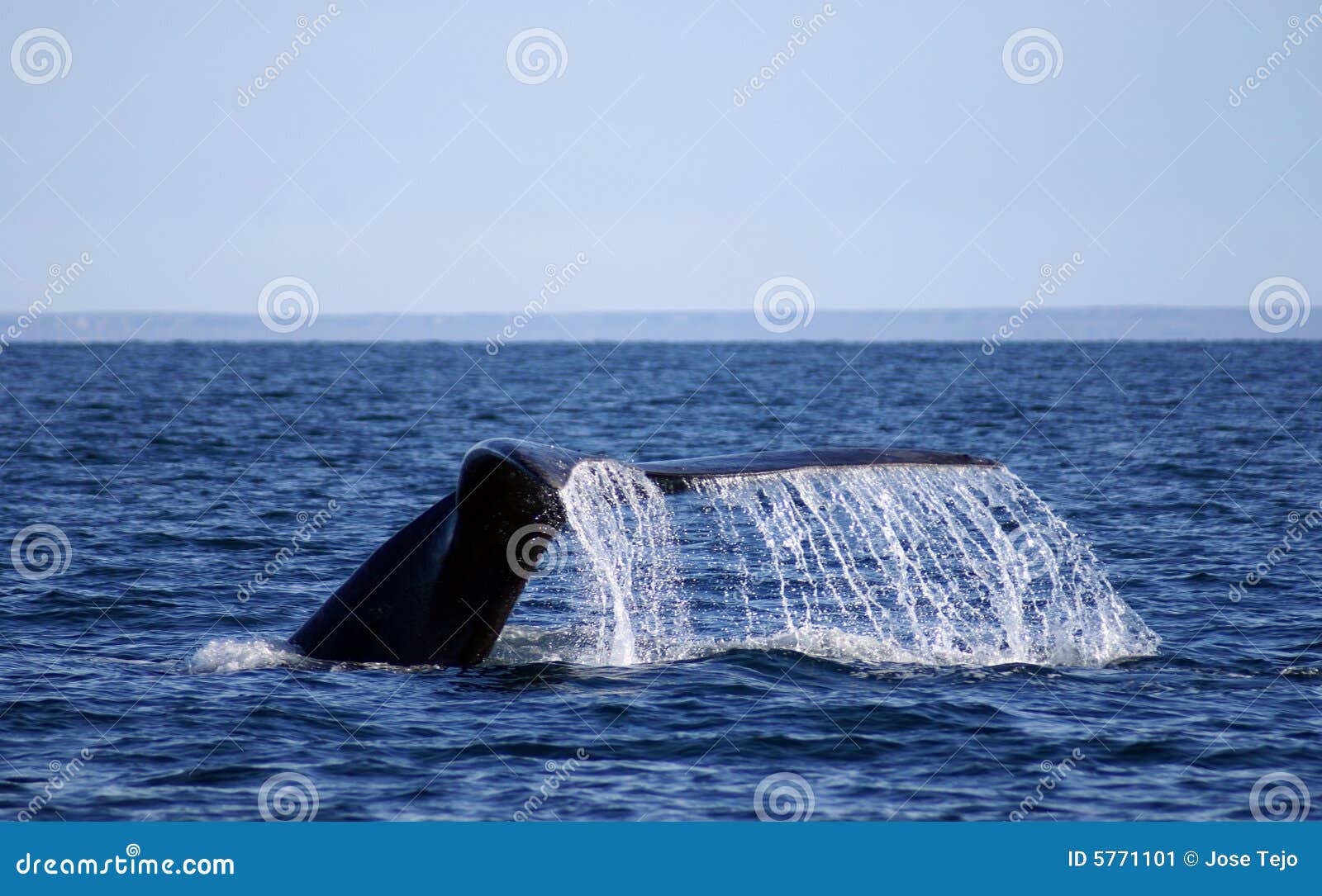 Cola de la ballena imagen de archivo. Imagen de ballena - 5771101
