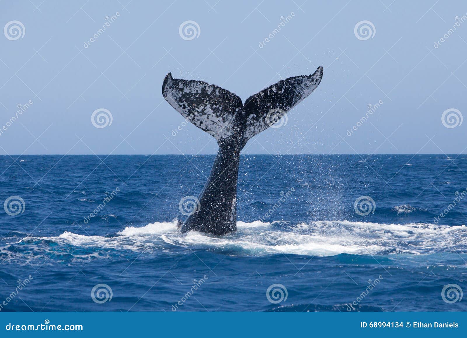 Cola de la ballena foto de archivo. Imagen de biodiversidad - 68994134