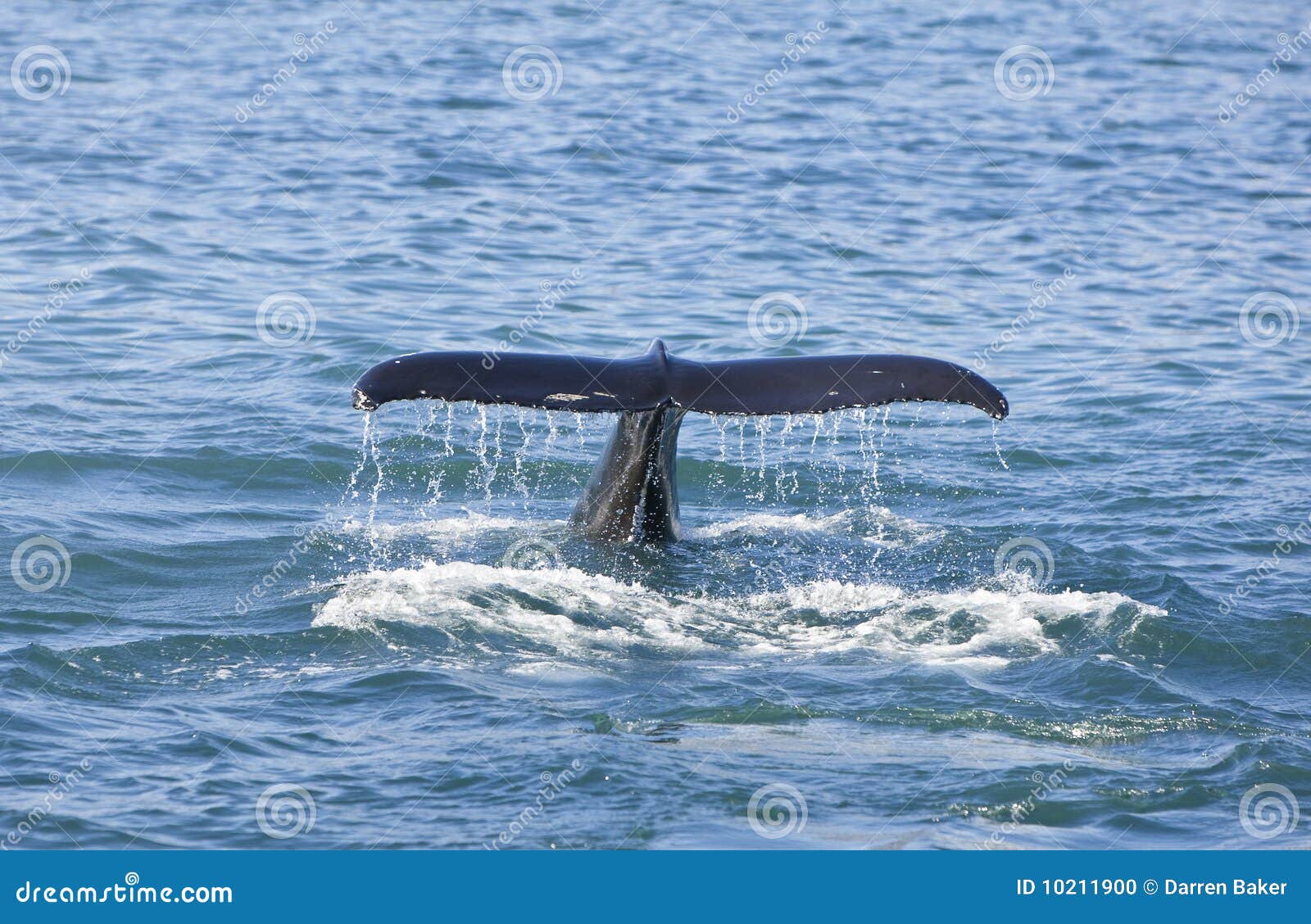 Cola De La Ballena De Humpback Foto de archivo - Imagen de platija ...