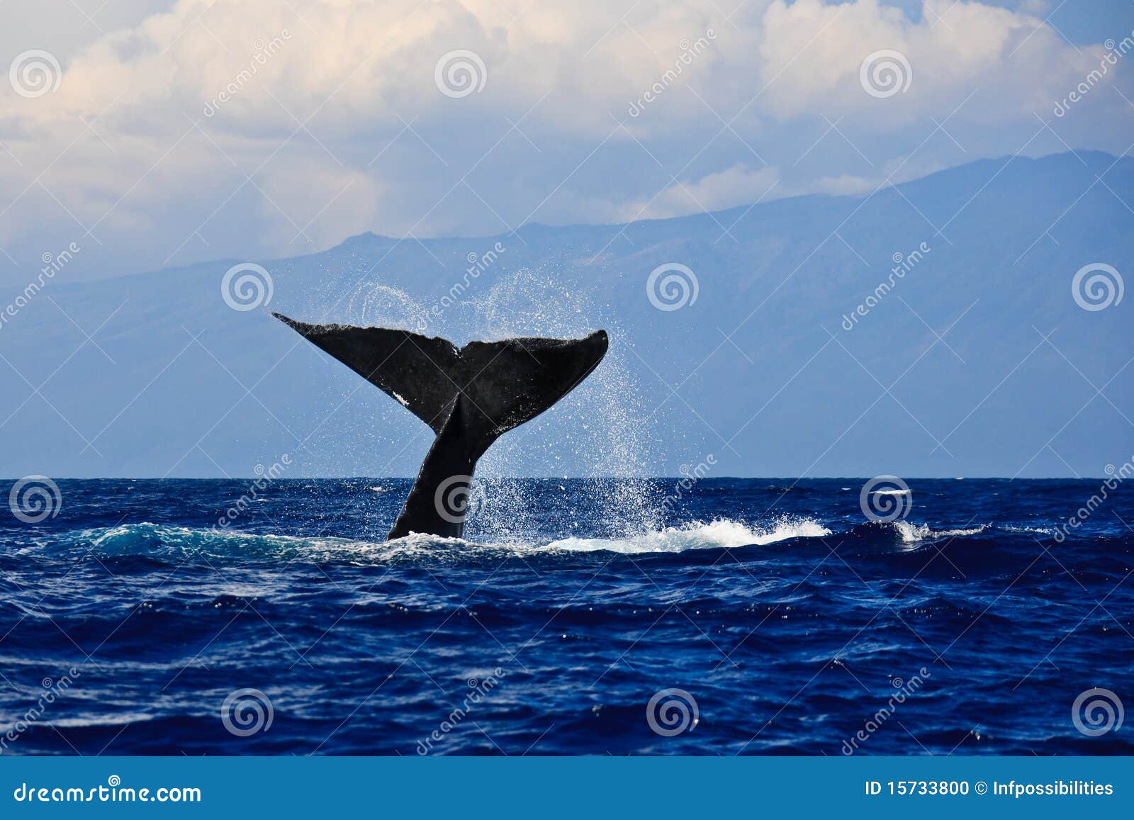Cola De La Ballena De Humpback Foto de archivo - Imagen de marina ...