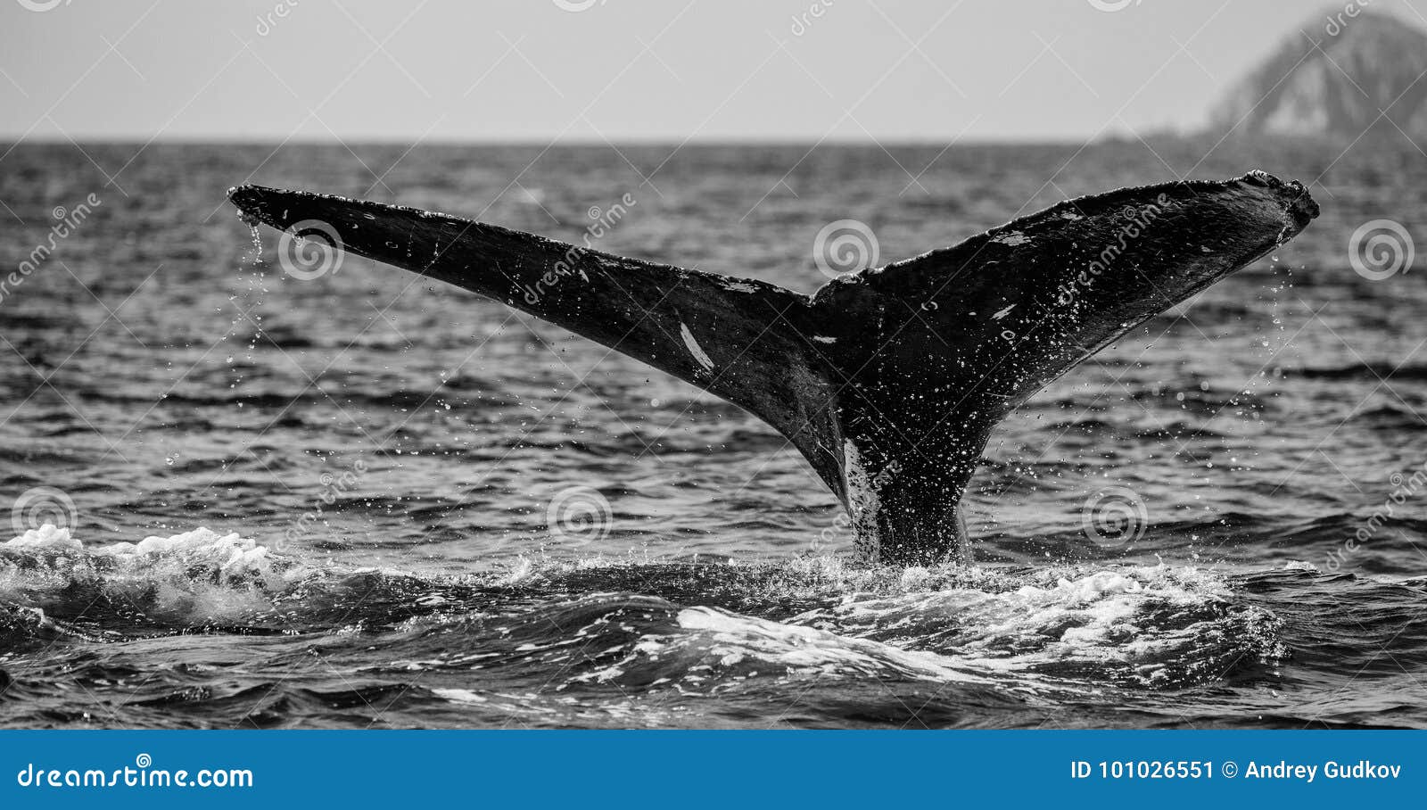 Cola De La Ballena Jorobada México Imagen de archivo - Imagen de resto ...