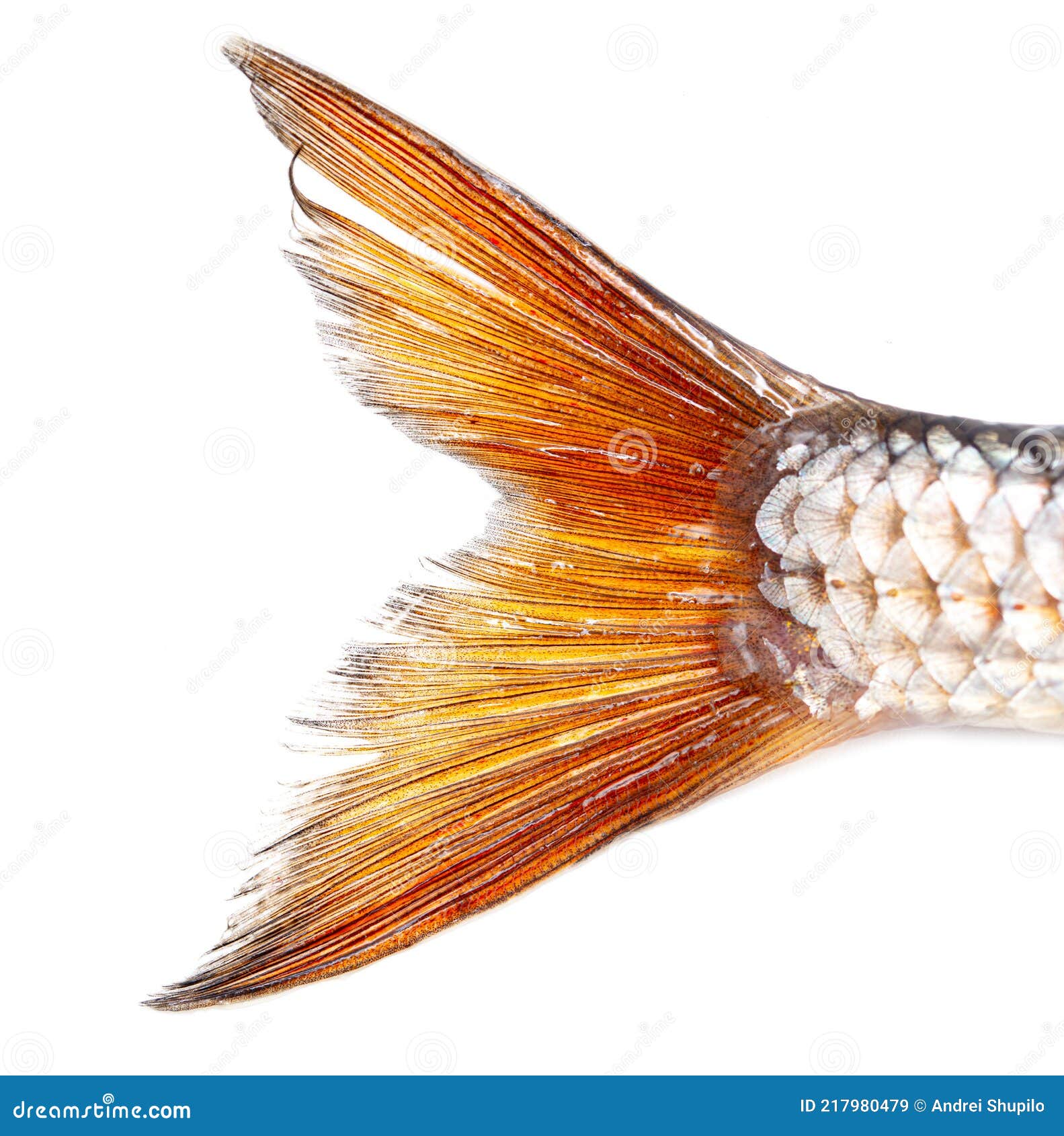 Cola De Pez Aislada Sobre Fondo Blanco. Imagen de archivo - Imagen de ...