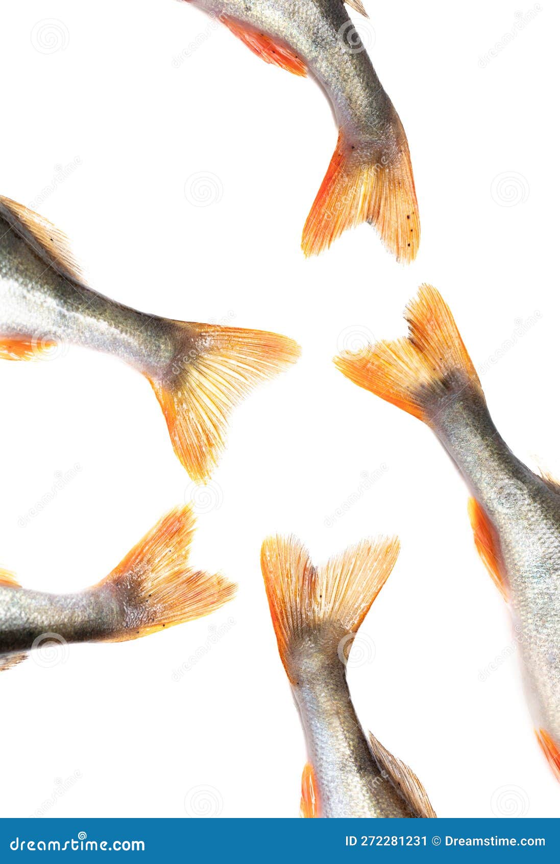 Cola De Pez De Perca Aislada Sobre Fondo Blanco Imagen de archivo ...