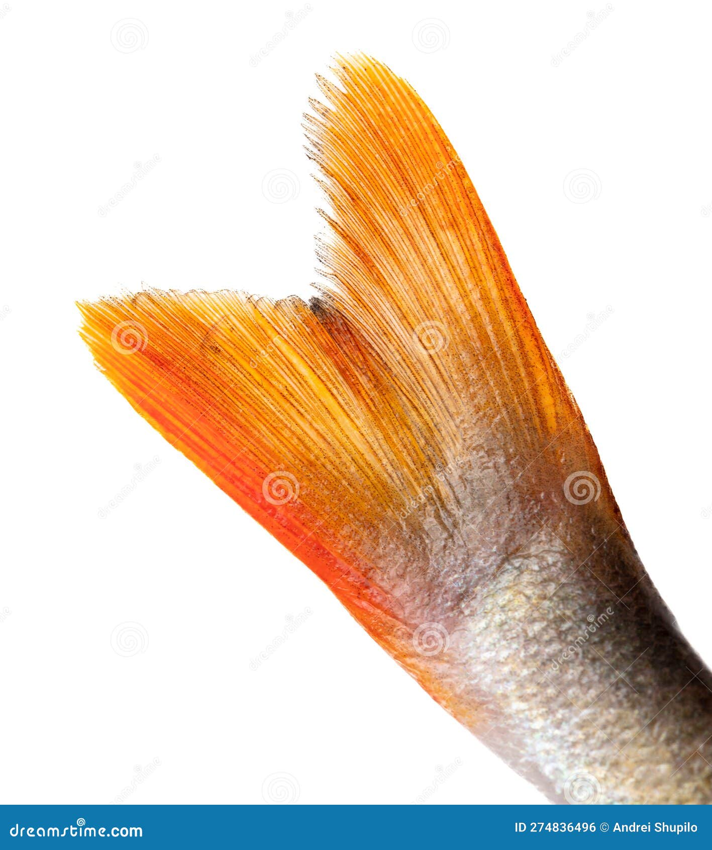 Anzuelos Plástico Agua Dulce Salada Cola De Pez De Perca Aislada Sobre ...