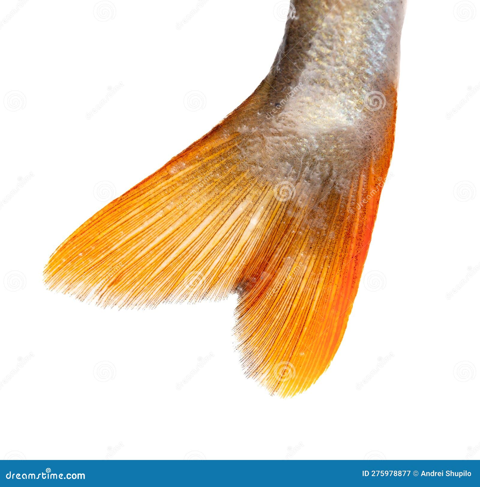 Cola De Pez De Perca Aislada Sobre Fondo Blanco Imagen de archivo ...