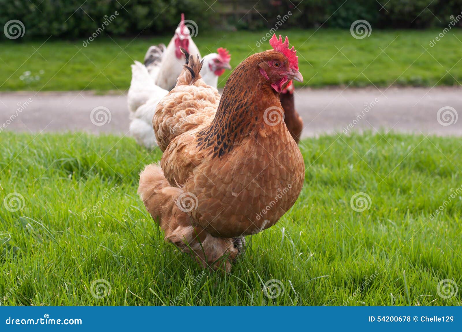 Cola de pollos foto de archivo. Imagen de anaranjado - 54200678