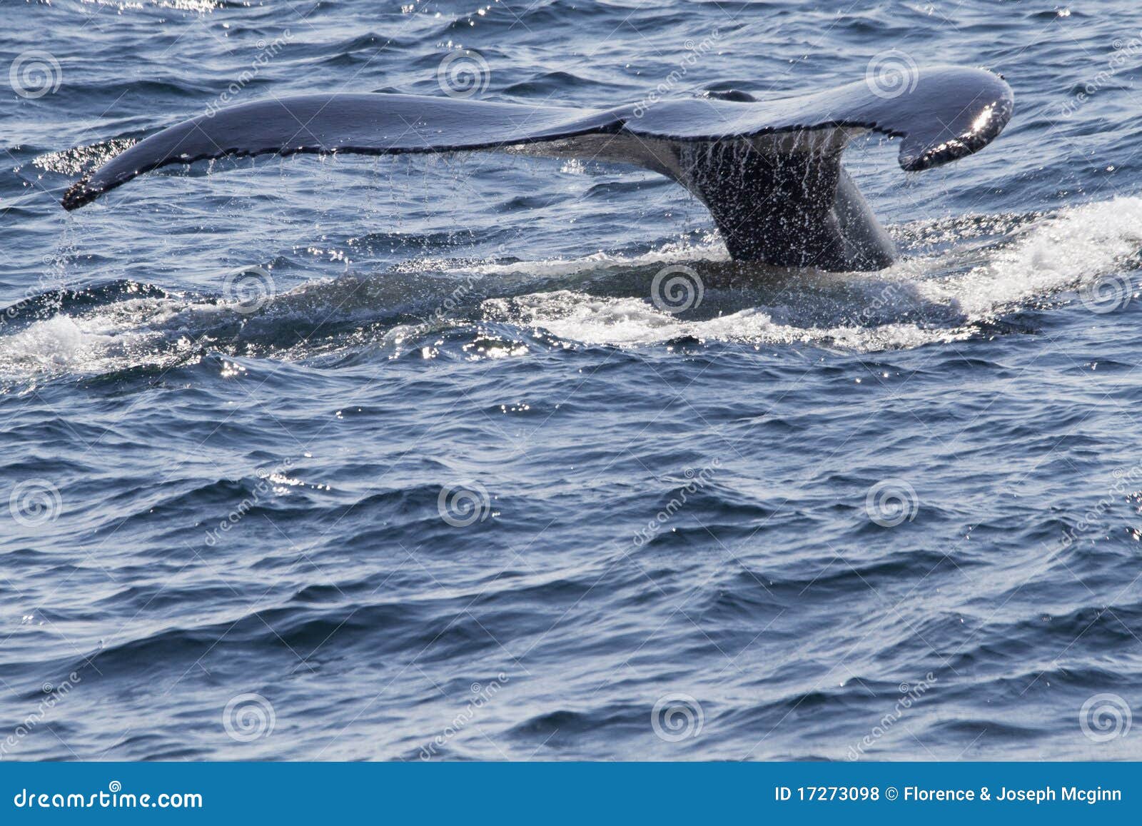 Cola de una ballena foto de archivo. Imagen de gotitas - 17273098
