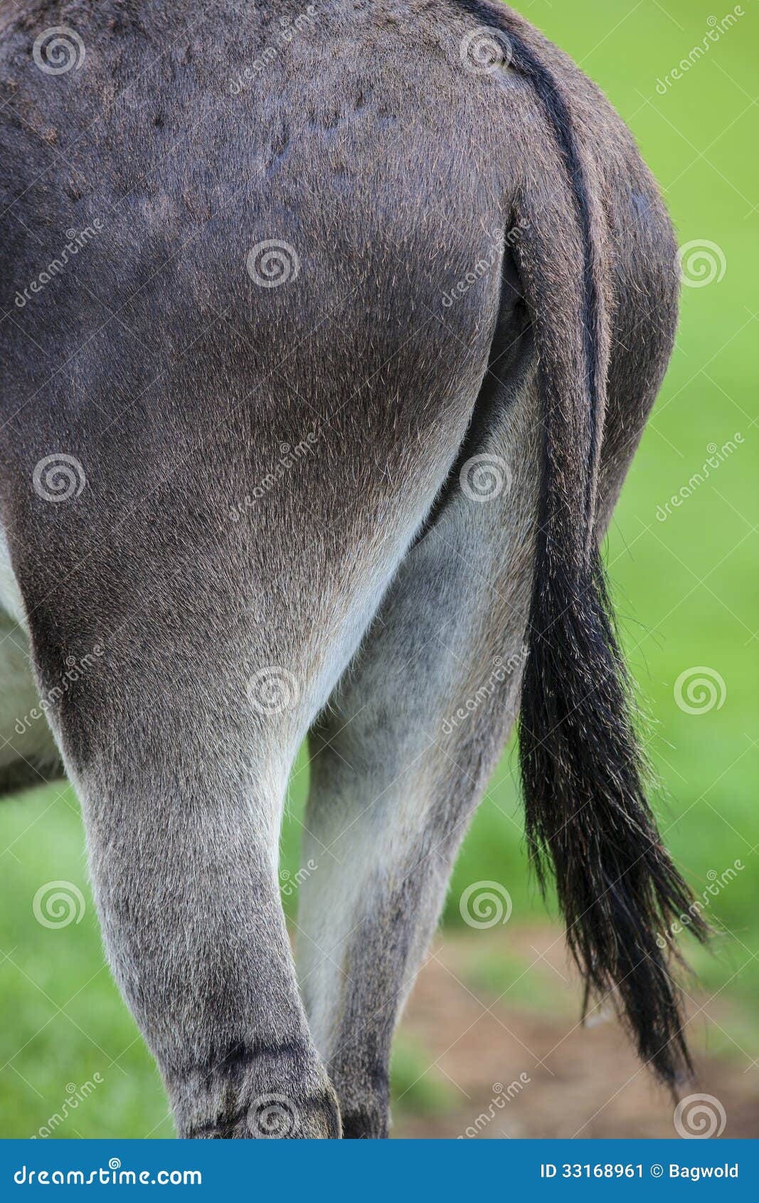 Cola del burro imagen de archivo. Imagen de hierba, piel - 33168961