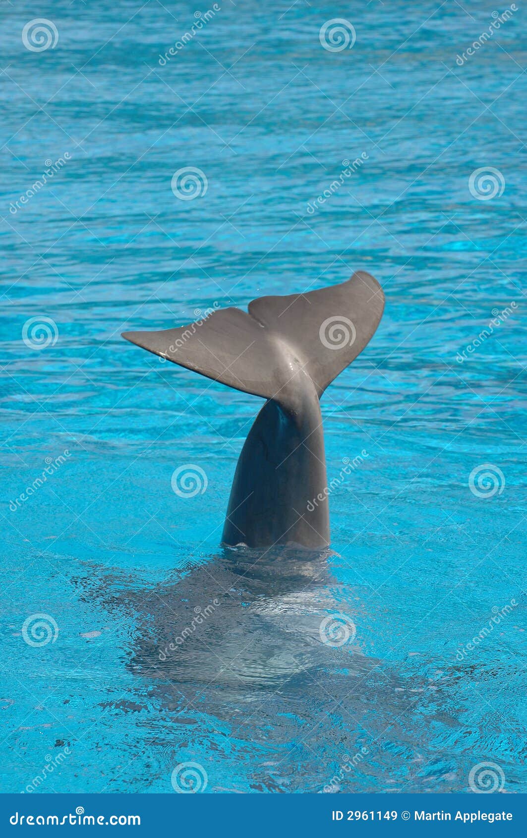Cola del delfín imagen de archivo. Imagen de vida, animal - 2961149
