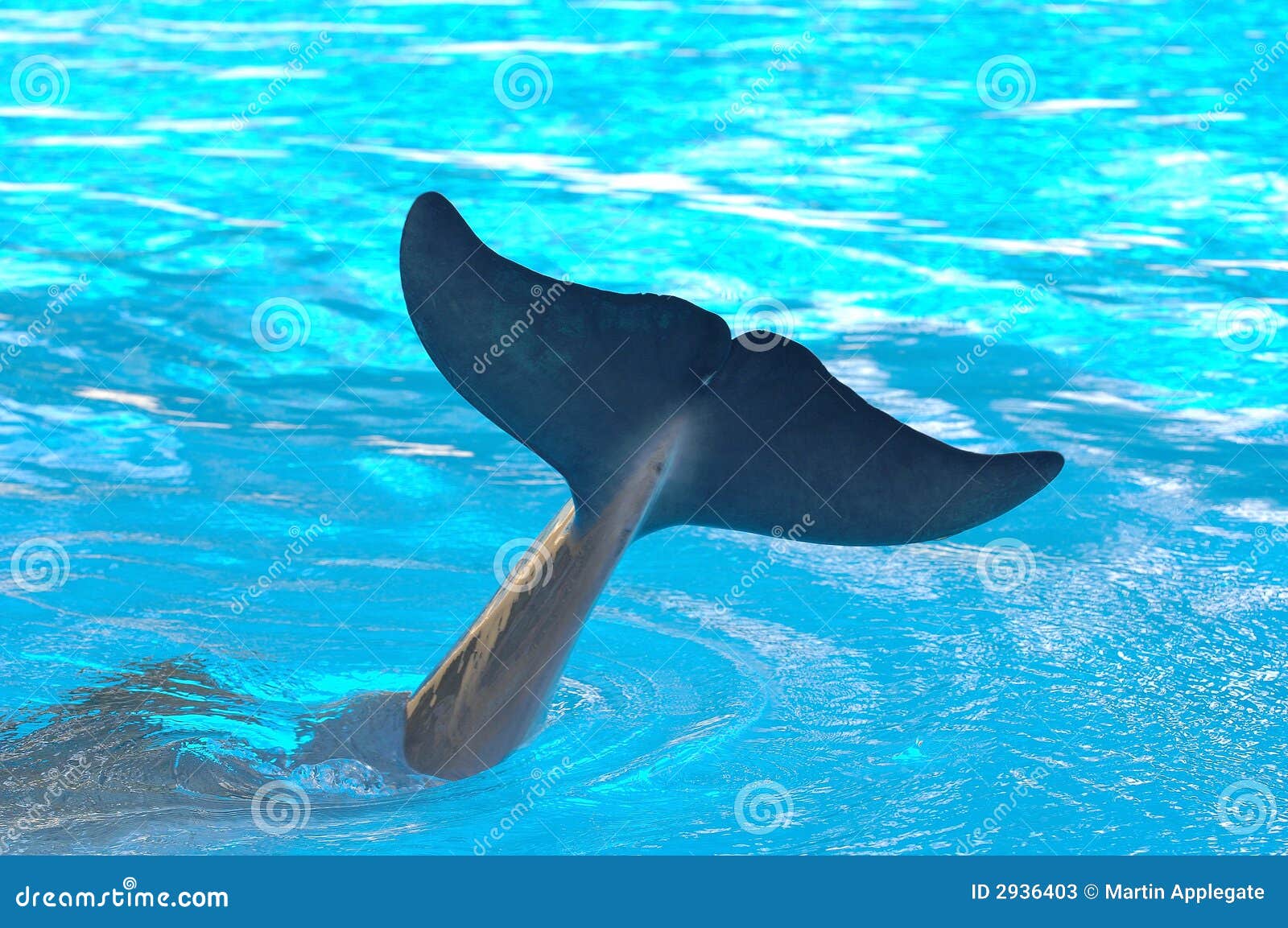 Cola del delfín en agua imagen de archivo. Imagen de sumergir - 2936403