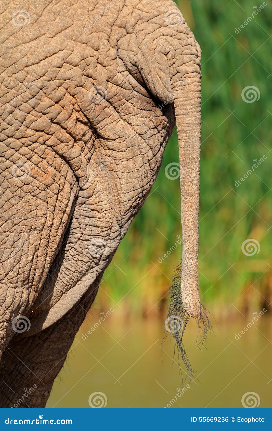 Cola del elefante africano foto de archivo. Imagen de safari - 55669236